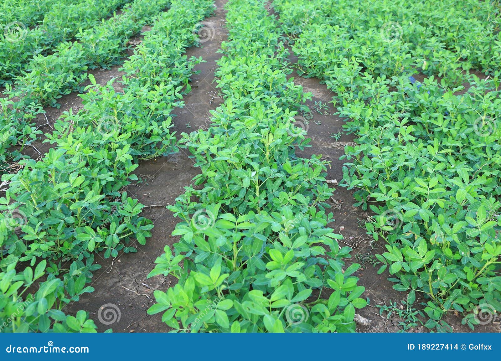 Peanut Tree in Agriculture Field Plantations Stock Photo - Image of ...