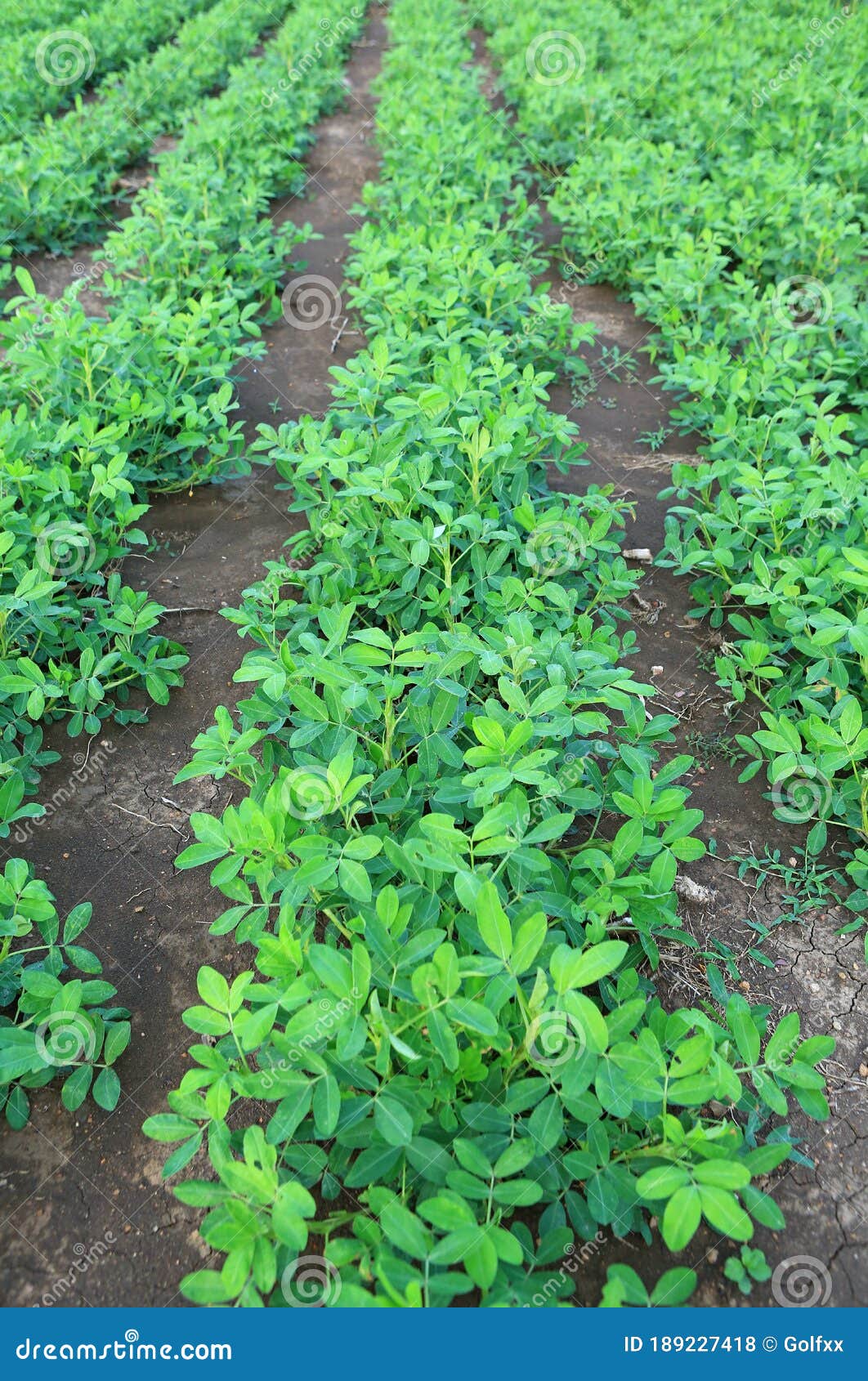 Peanut Tree in Agriculture Field Plantations Stock Photo - Image of ...