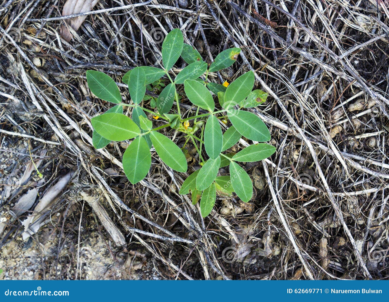 Peanut tree in farm stock image. Image of grain, asia - 62669771