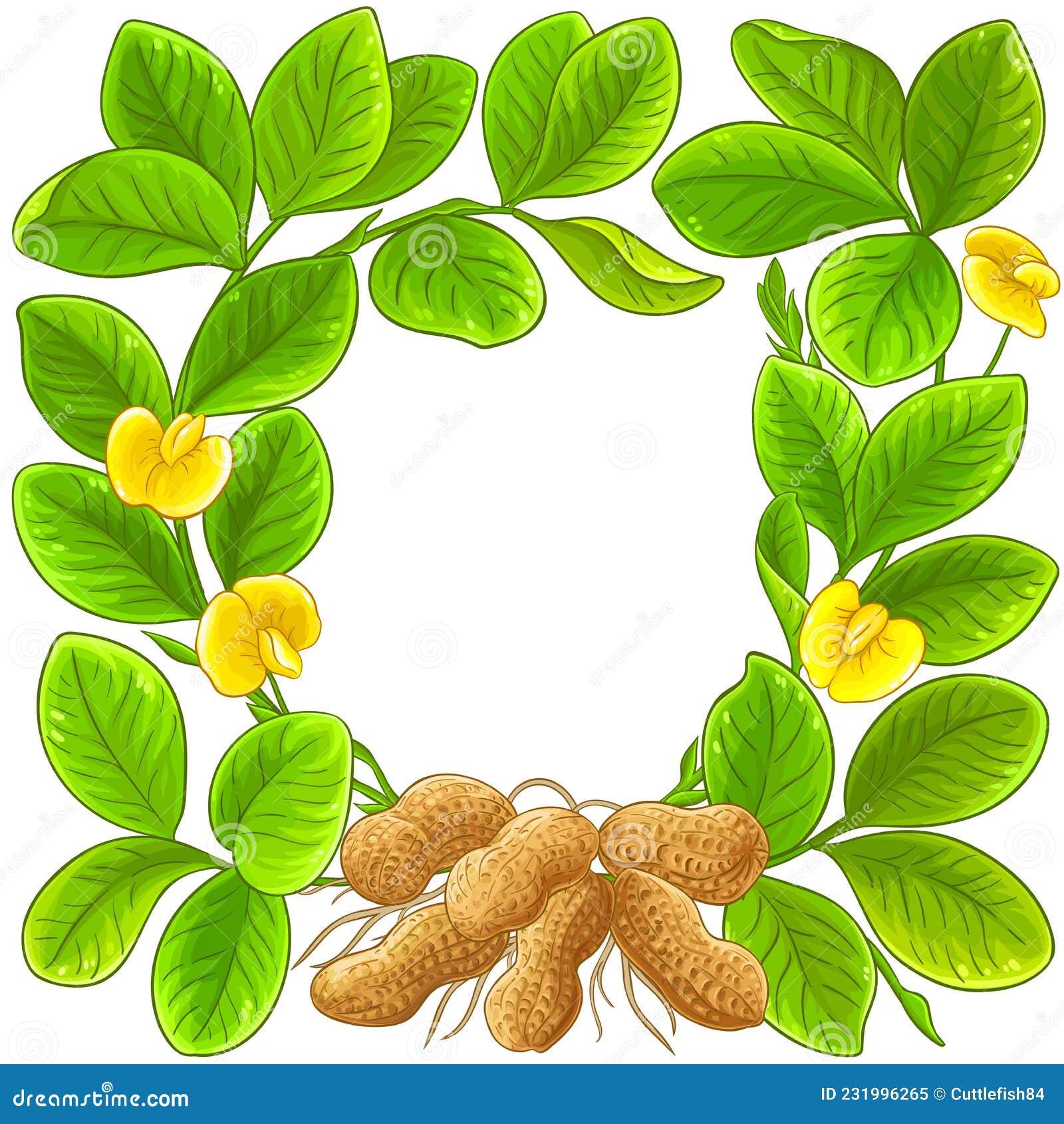 Peanut Vector Frame on White Background Stock Vector - Illustration of ...
