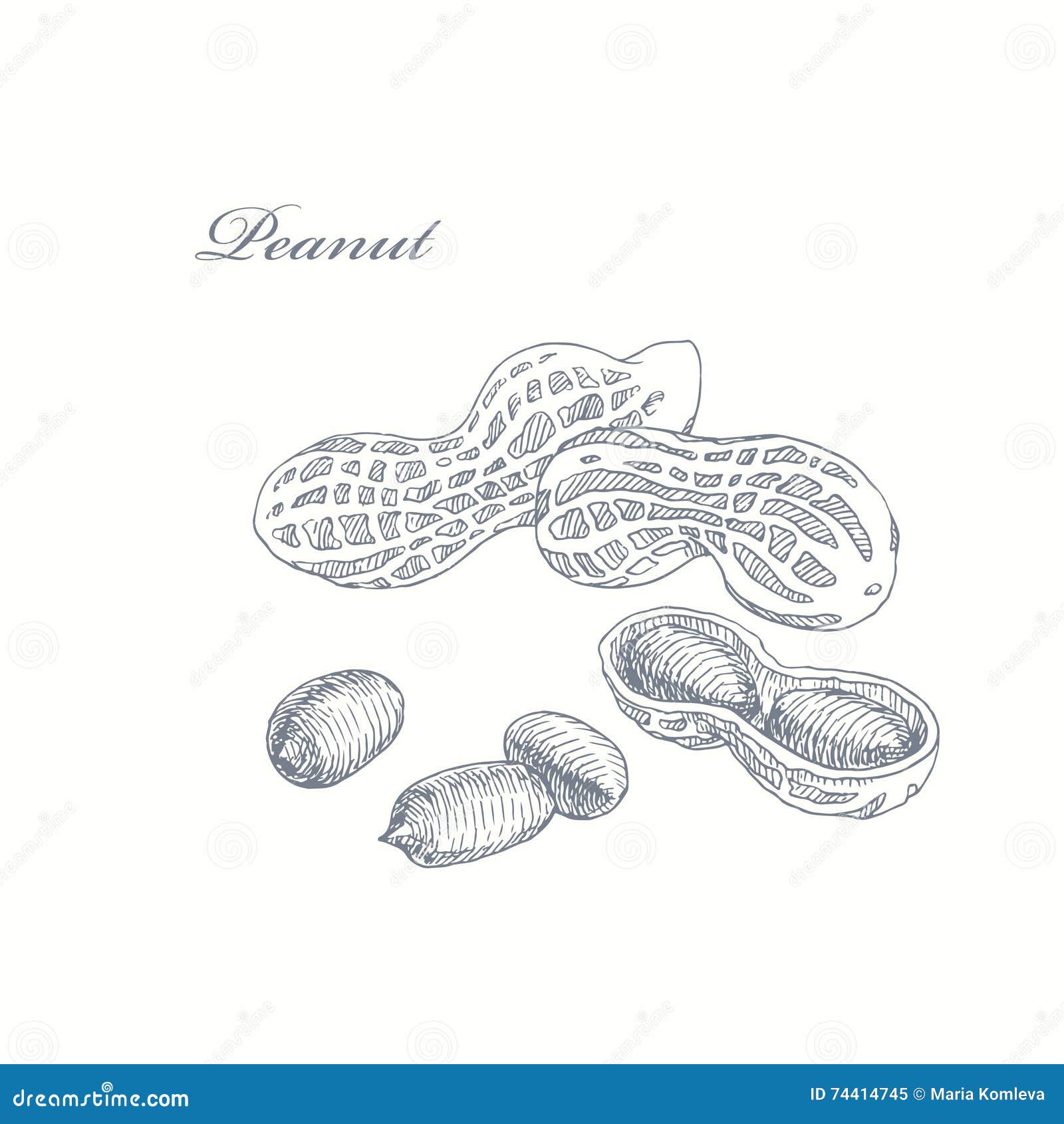Peanut. Vector Illustration Stock Vector - Illustration of nutrition ...