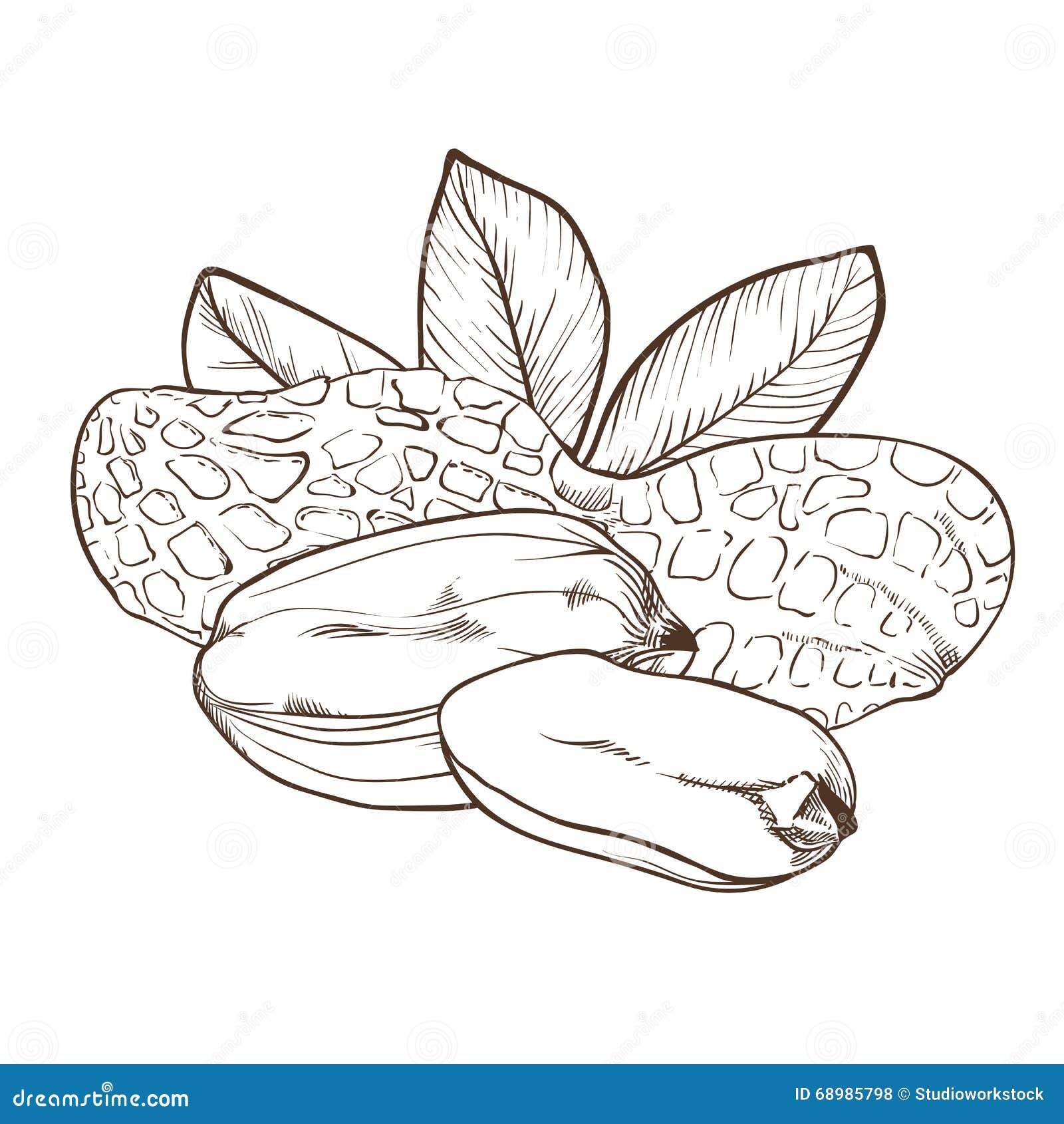 Peanut. Vector Drawing | CartoonDealer.com #89258582