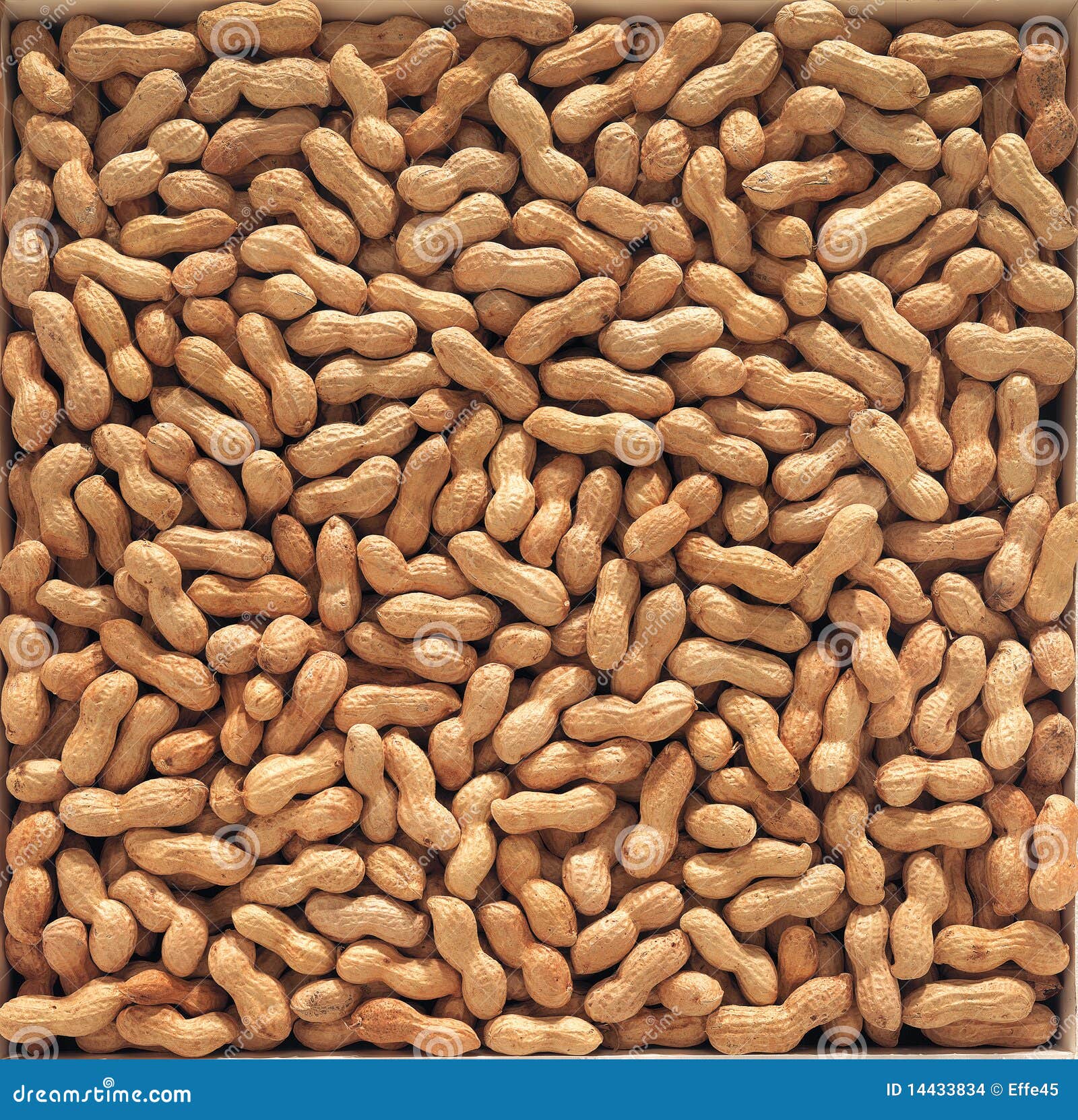 Peanuts stock photo. Image of crops, seed, small, peanut - 14433834
