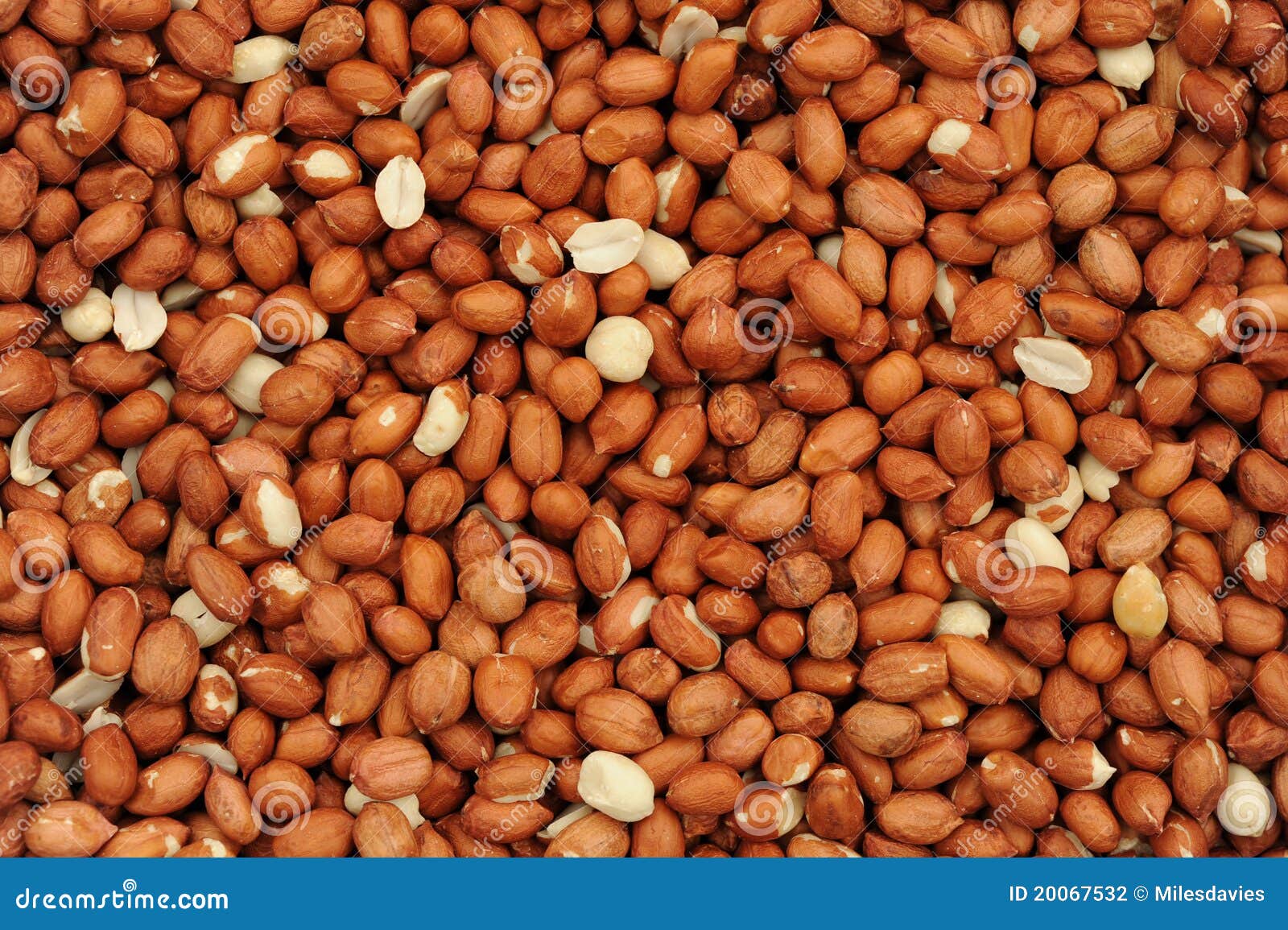 Peanuts stock photo. Image of legume, groundnut, kernal - 20067532