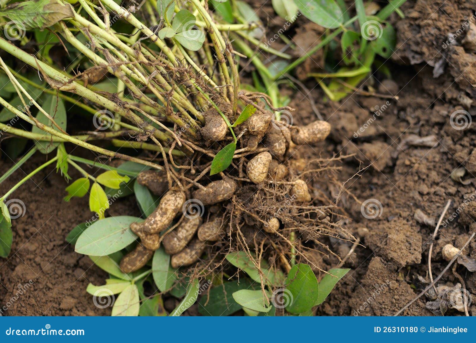 Peanuts stock photo. Image of peanuts, planting, field - 26310180