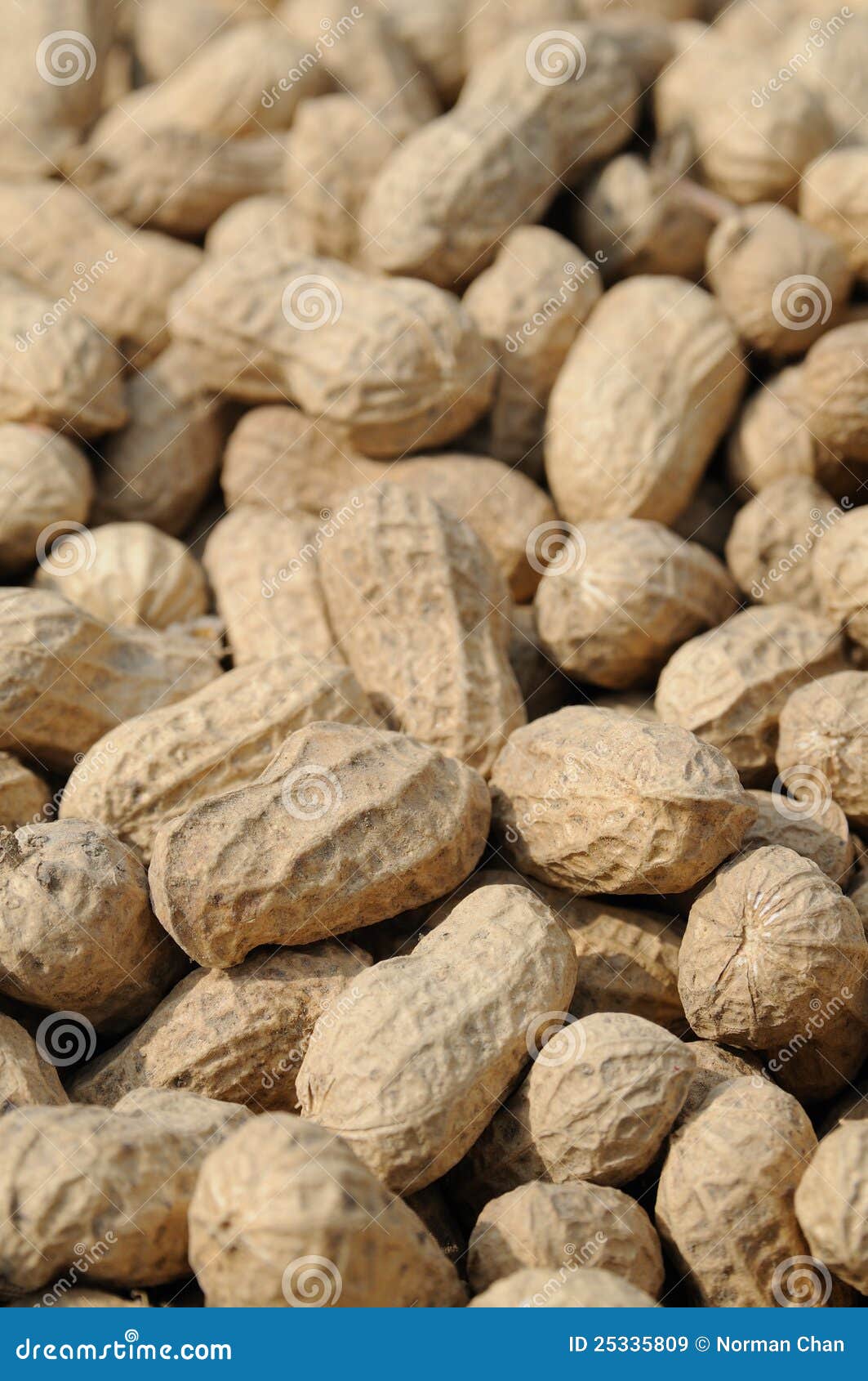 Peanuts background stock image. Image of closeup, peanut - 25335809