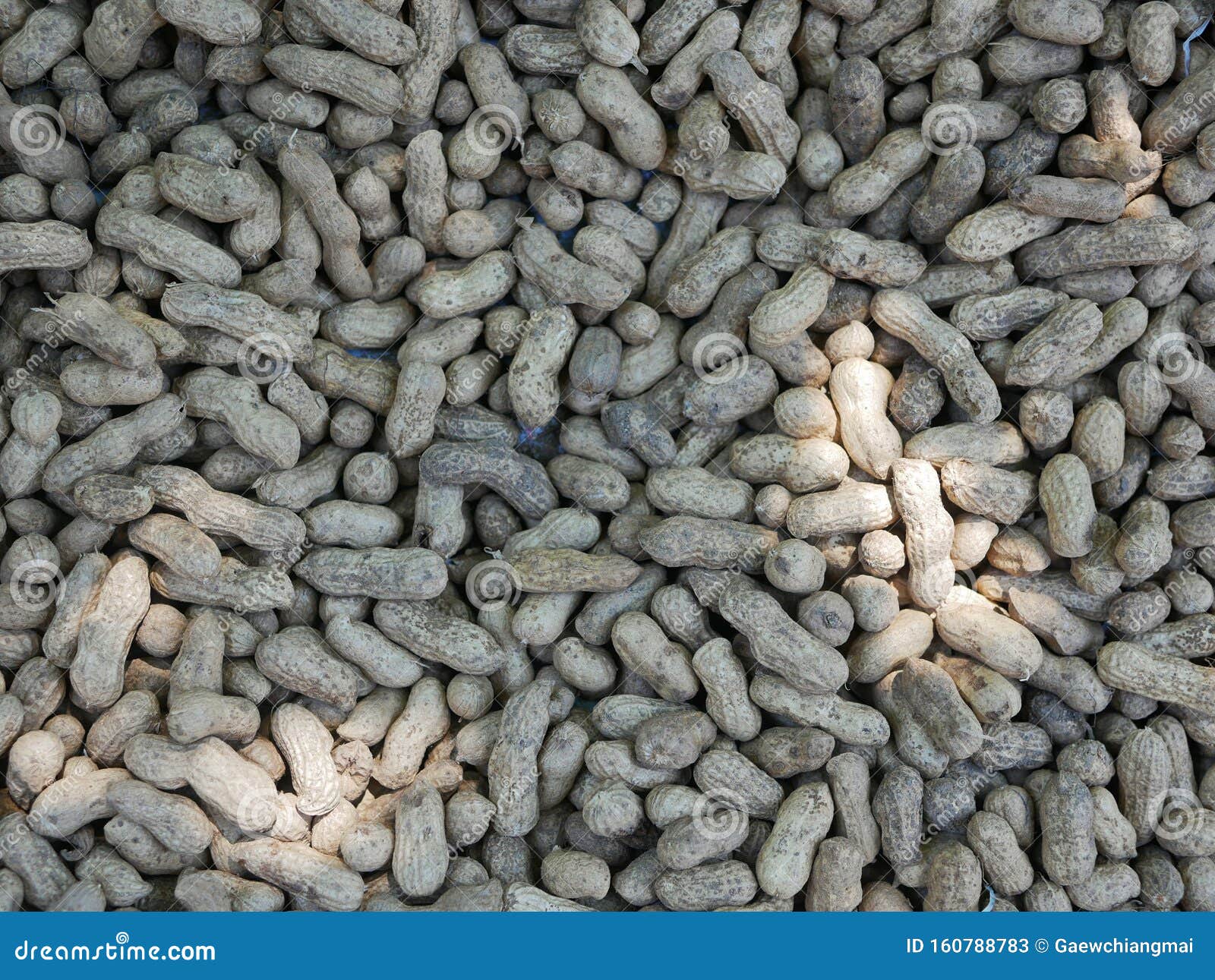 Peanuts Being Spread Out and Dried Off Outdoor Stock Image - Image of ...