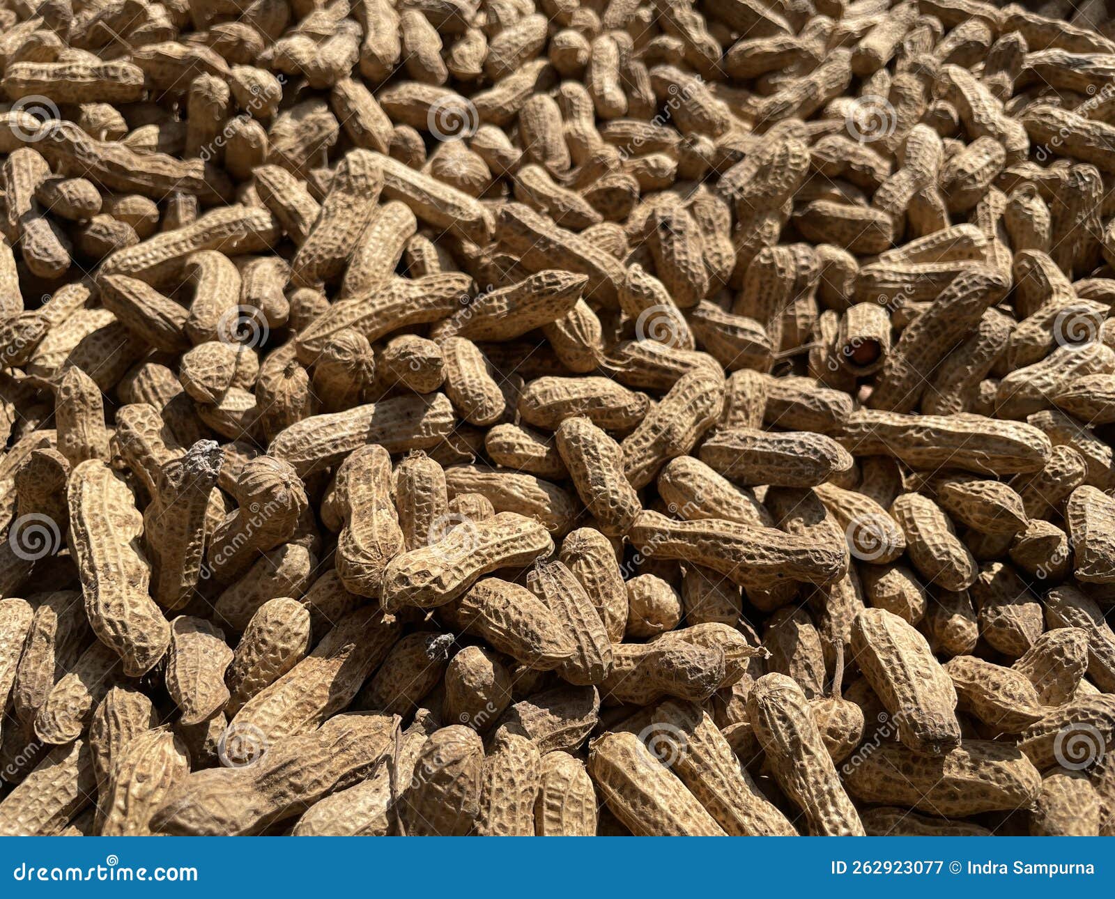 Peanuts Dried in the Sun and Will Be To Eat Stock Image - Image of ...