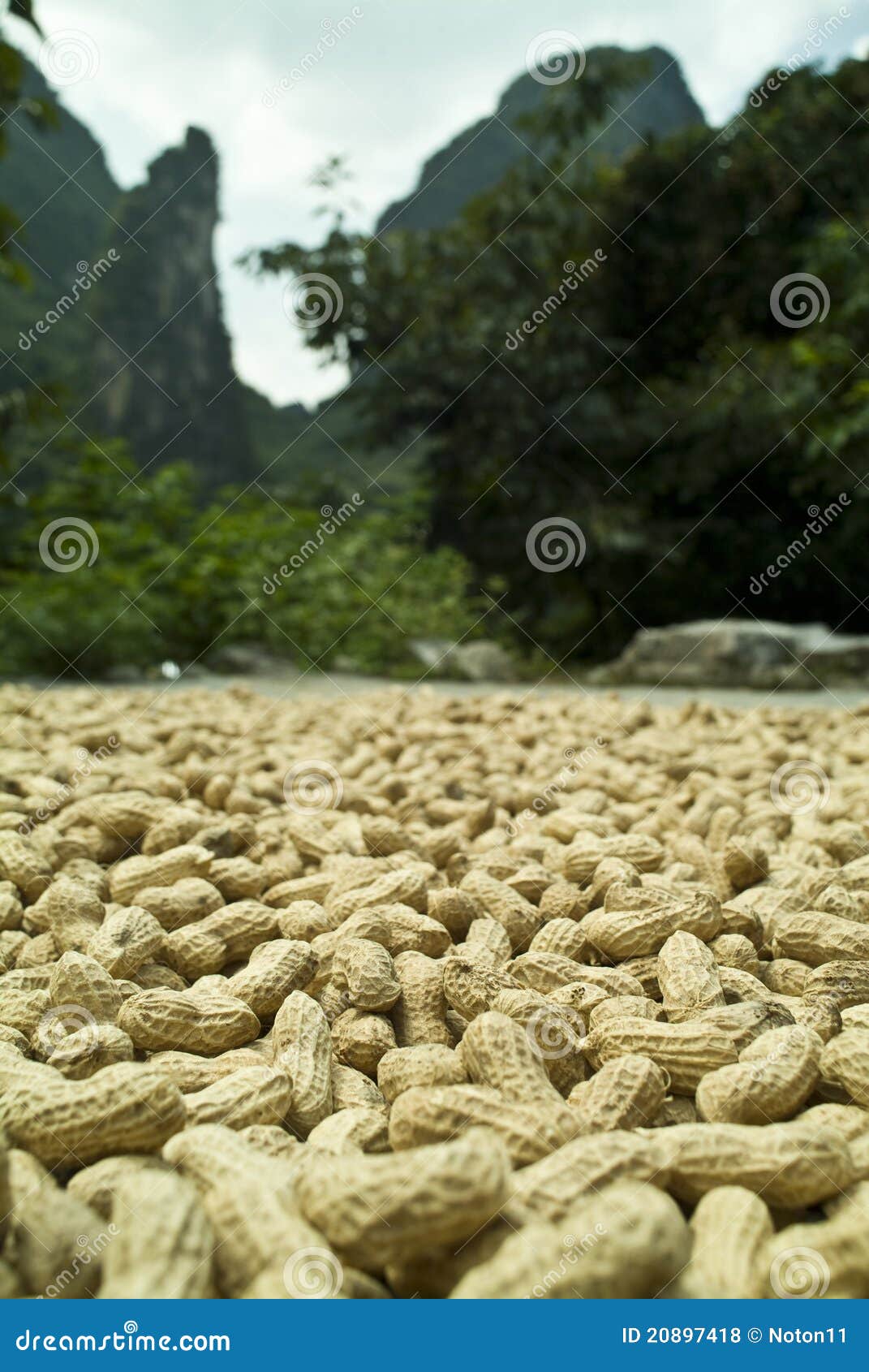 Peanuts drying stock photo. Image of meal, organic, healthy - 20897418