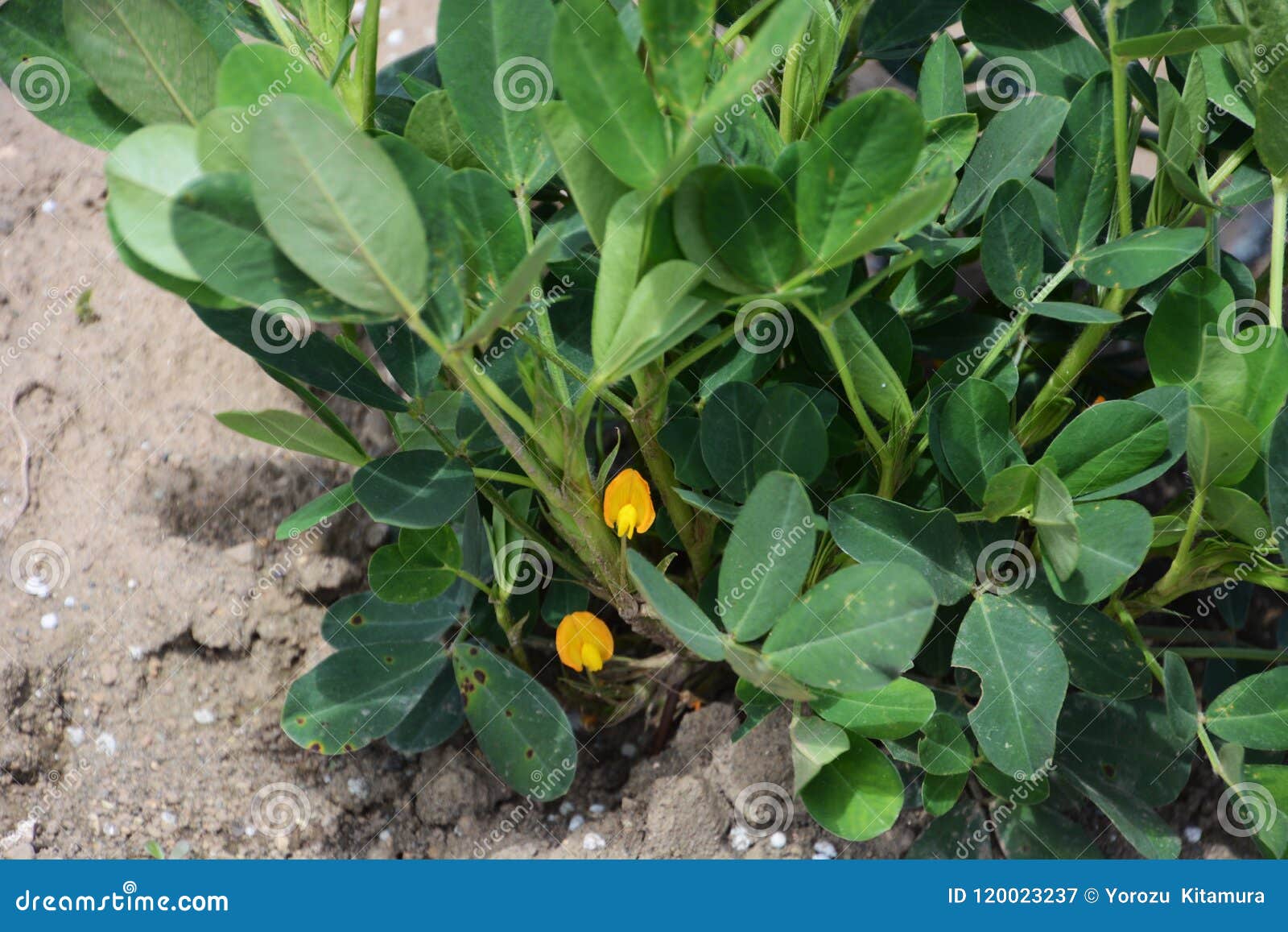 Peanuts flower stock image. Image of green, plant, floral - 120023237