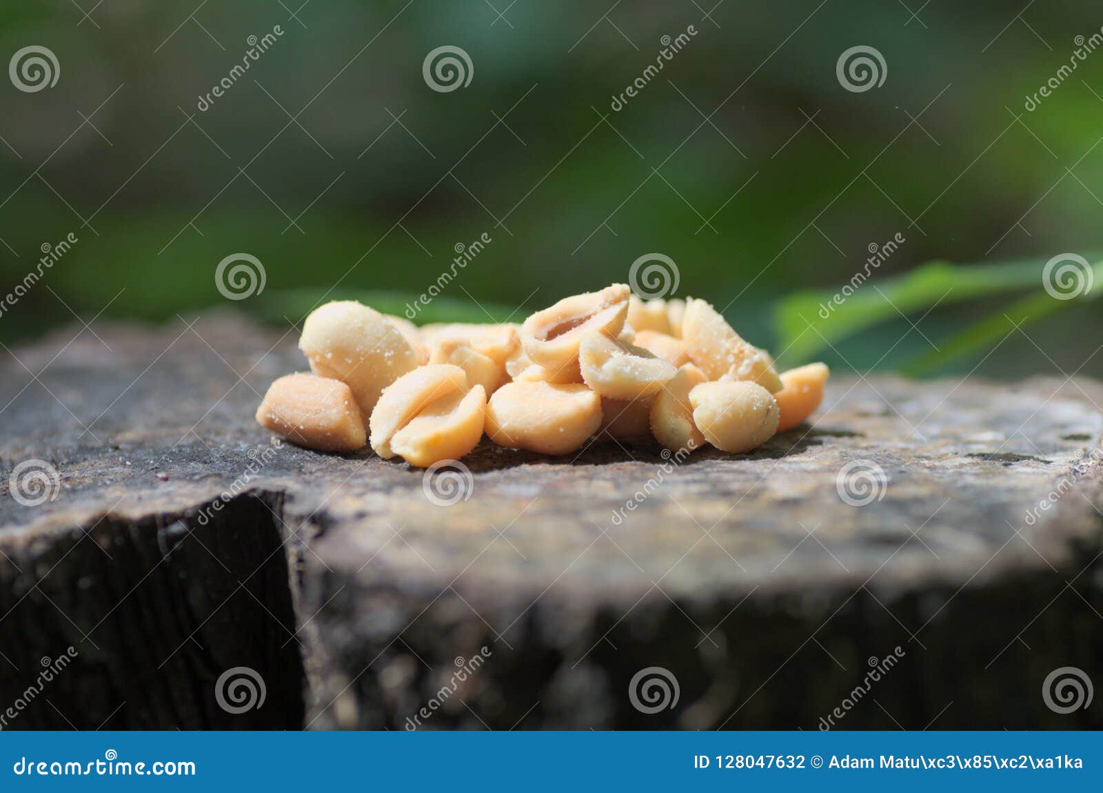 Peanuts in the forest stock photo. Image of roasted - 128047632