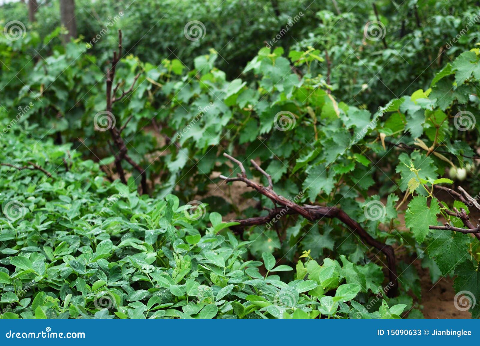 Peanuts and grapes stock image. Image of lush, farm, leaf - 15090633