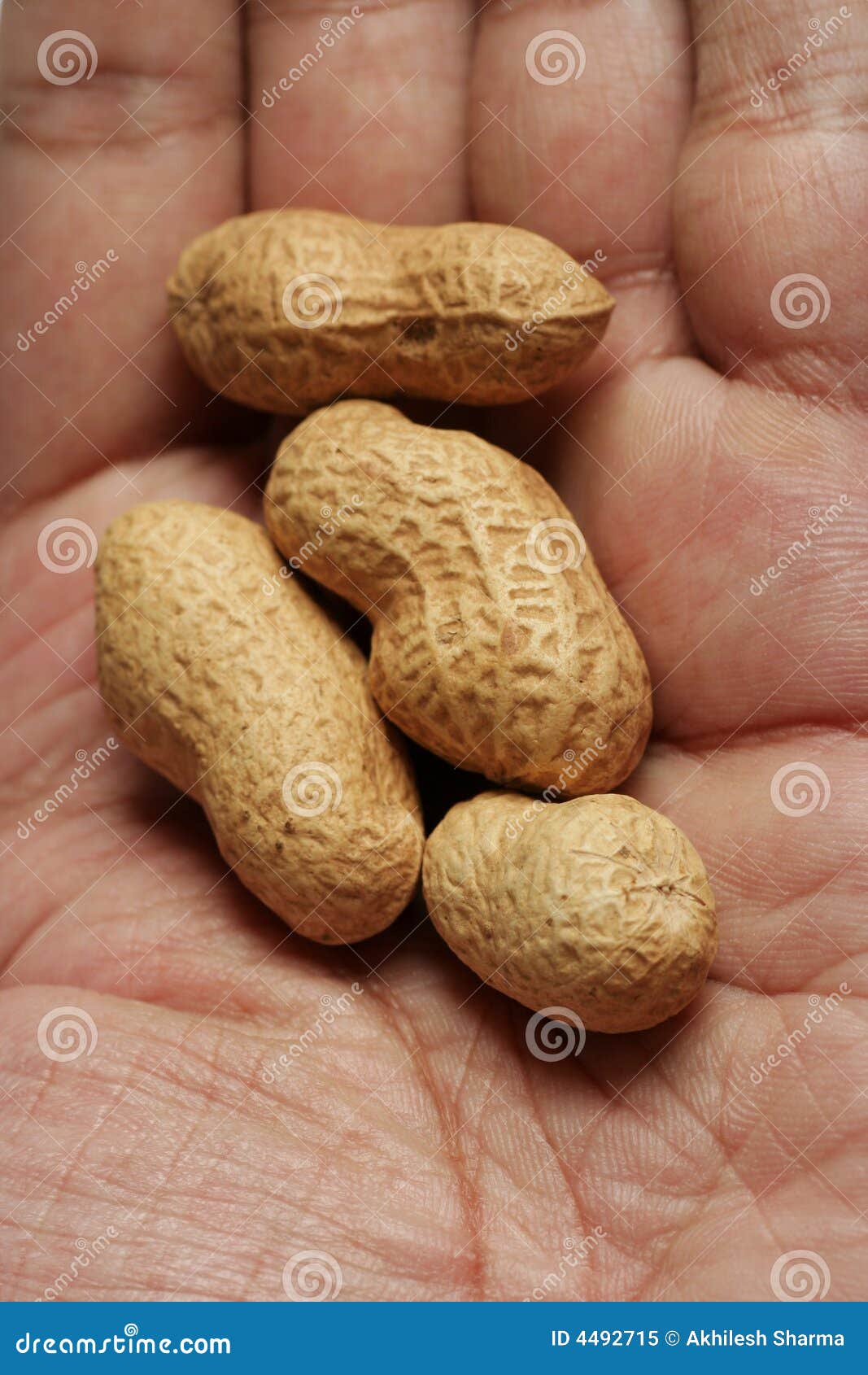 Peanuts On A Hand Royalty-Free Stock Photography | CartoonDealer.com ...