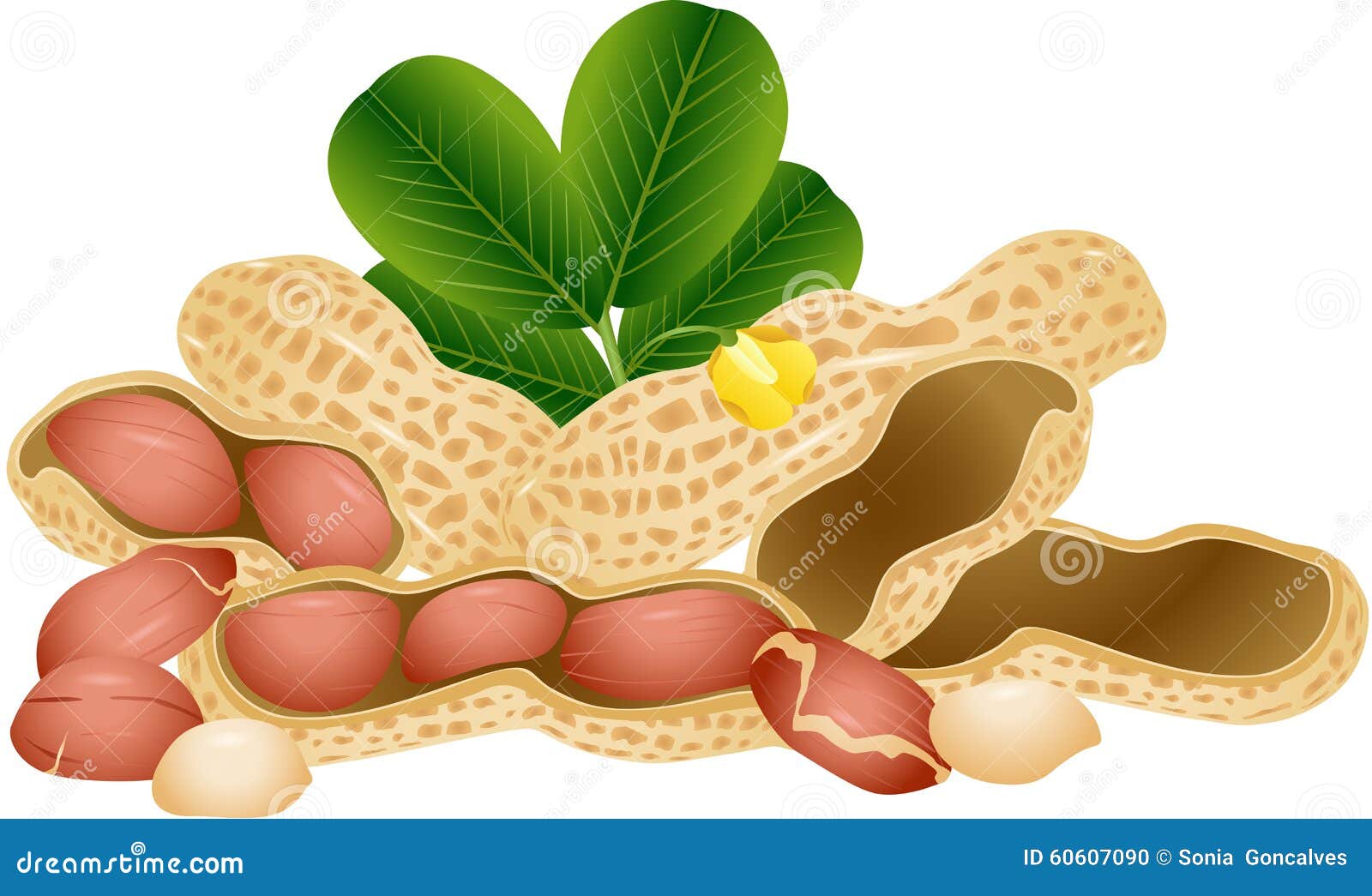 Peanuts Cartoon Vector | CartoonDealer.com #94683009