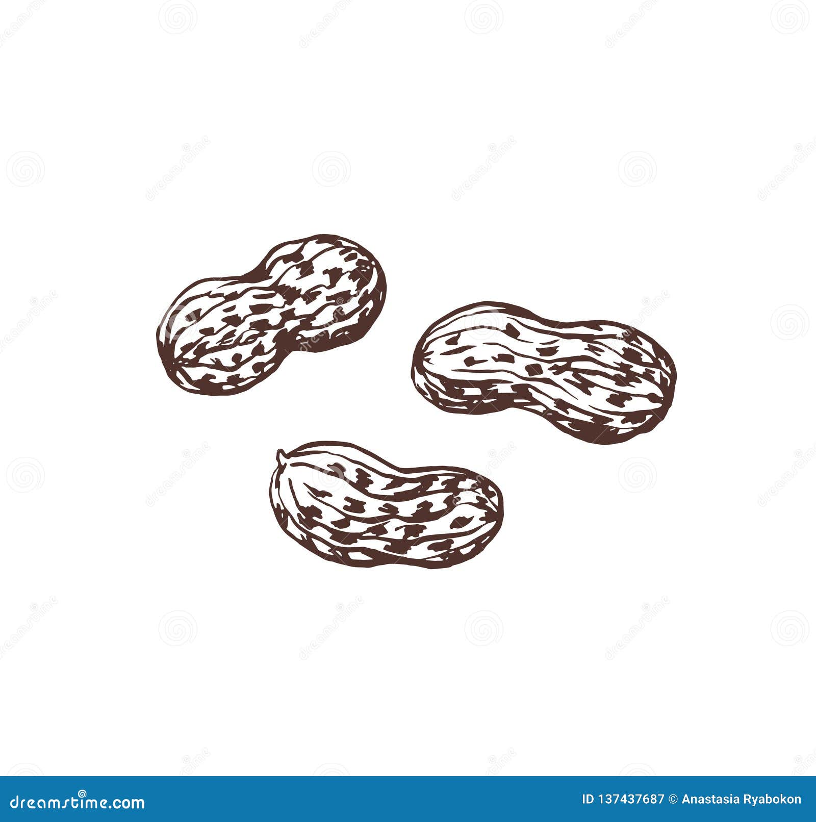 Peanuts Ink Drawing Isolated Vector Stock Vector - Illustration of ...