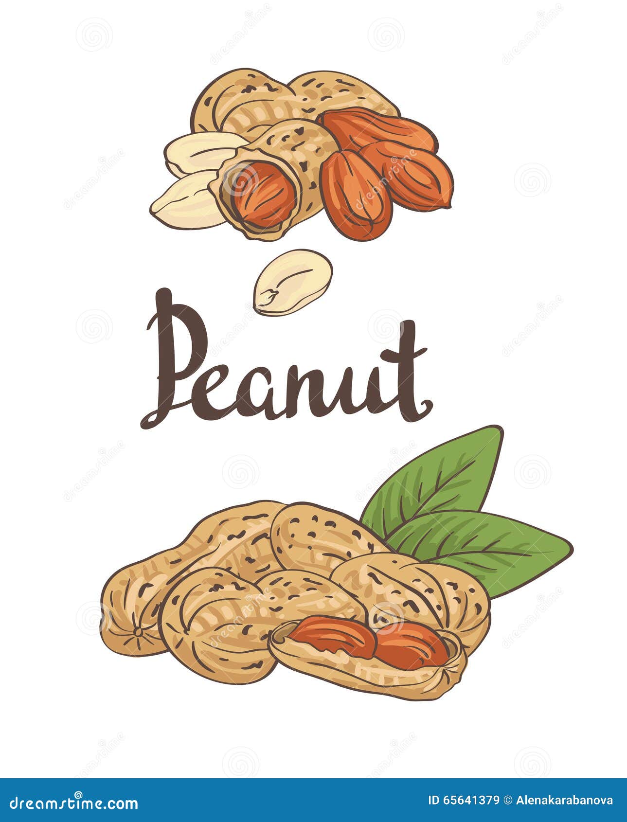 Peanuts In Nutshell And Leaves Cartoon Vector | CartoonDealer.com #22439445