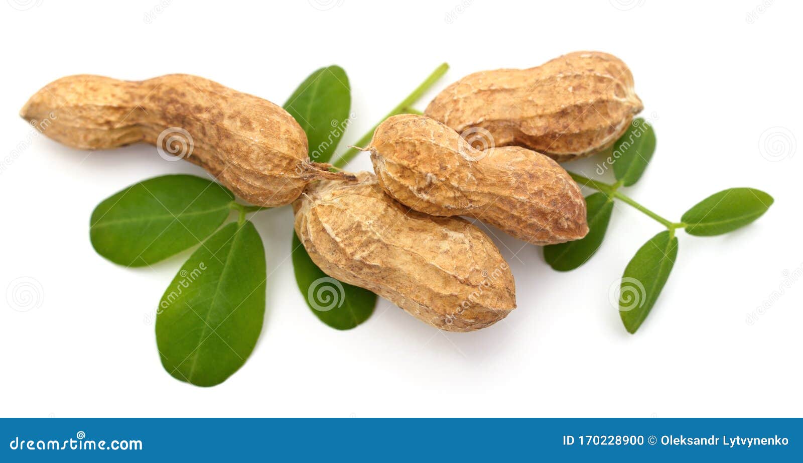 Peanuts With Leaves. Stock Photo | CartoonDealer.com #17425740