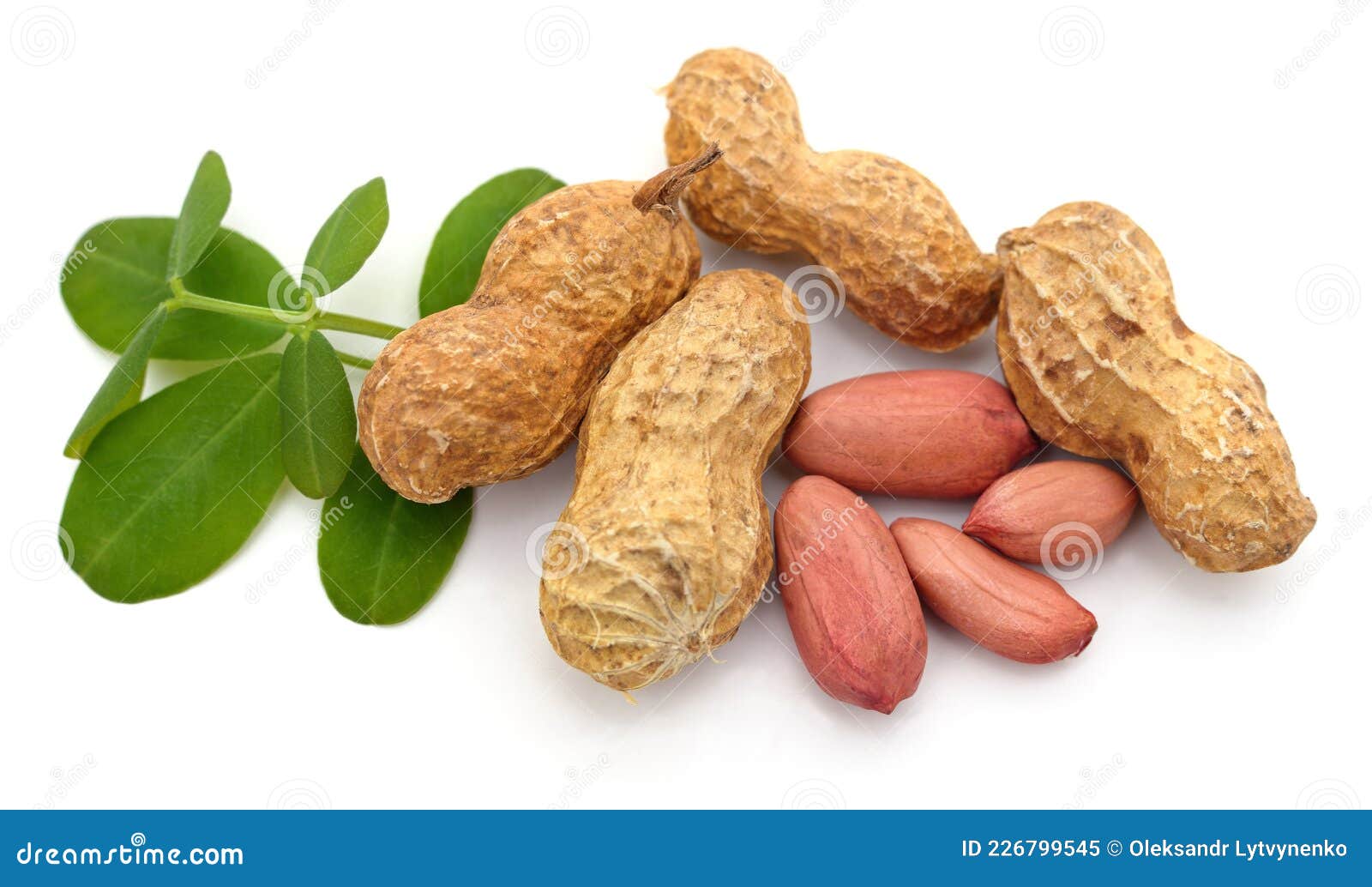 Peanuts and leaves stock image. Image of diet, leaf - 226799545