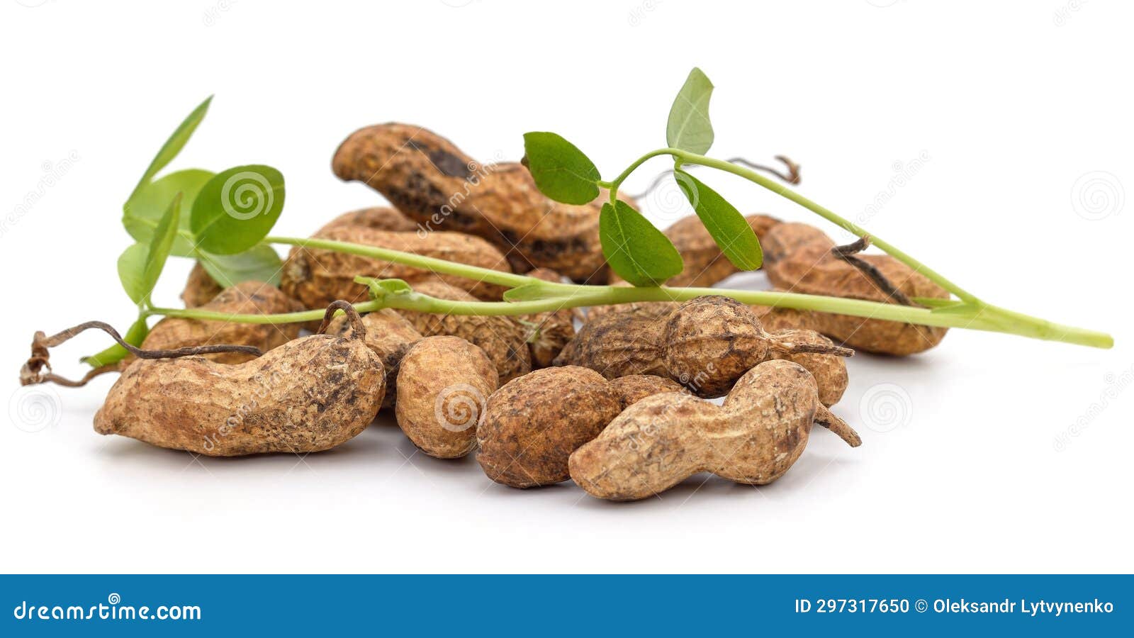 Peanuts and leaves stock photo. Image of groundnut, eating - 297317650