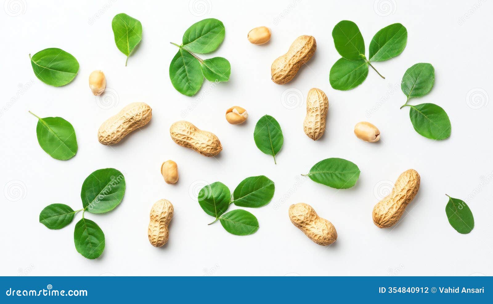 Peanuts and Leaves on White Background Stock Illustration ...