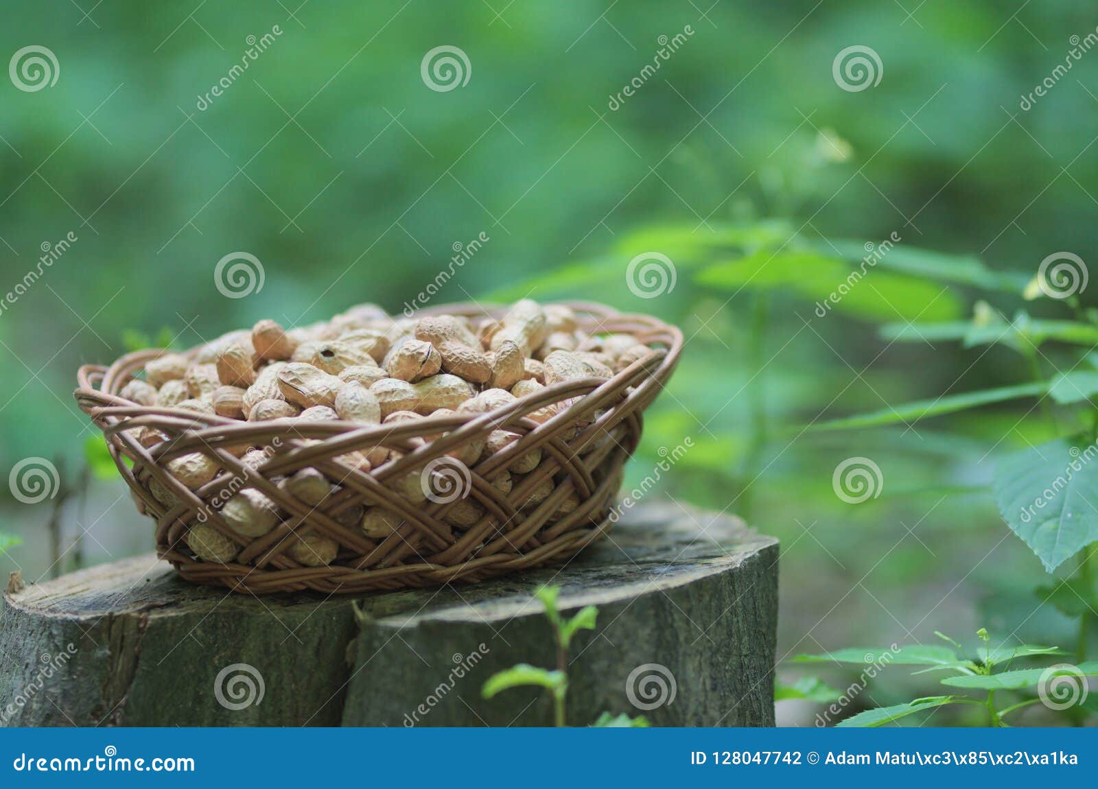 Peanuts in the nature stock photo. Image of nutrient - 128047742