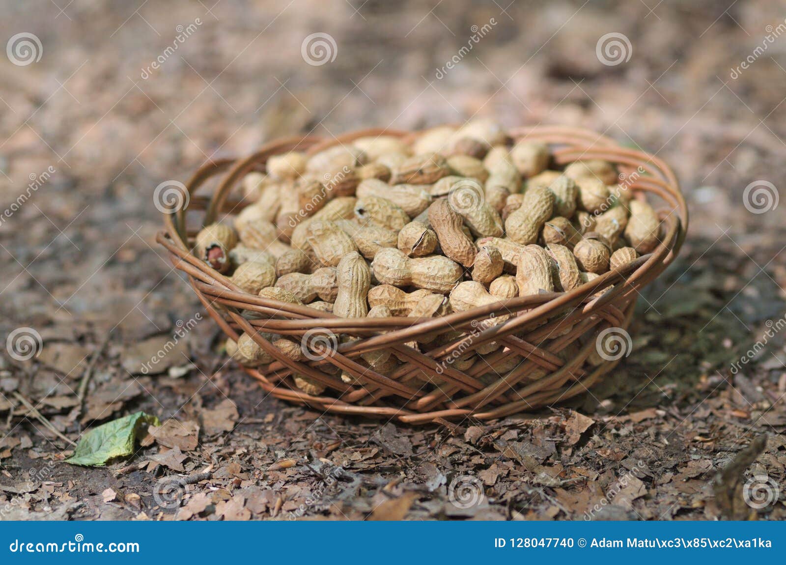 Peanuts in the nature stock photo. Image of closeup - 128047740