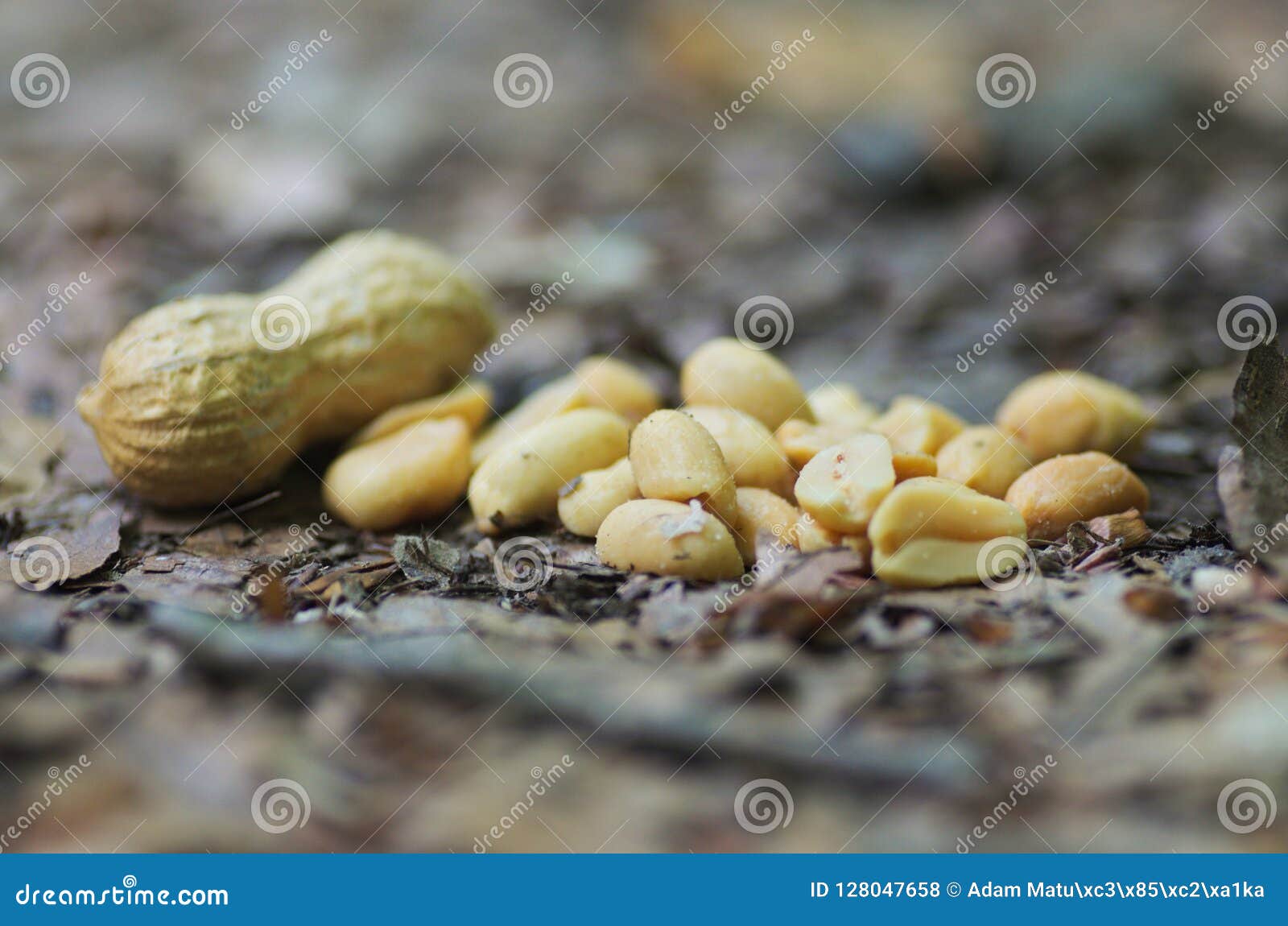 Peanuts in the nature stock photo. Image of ingredient - 128047658