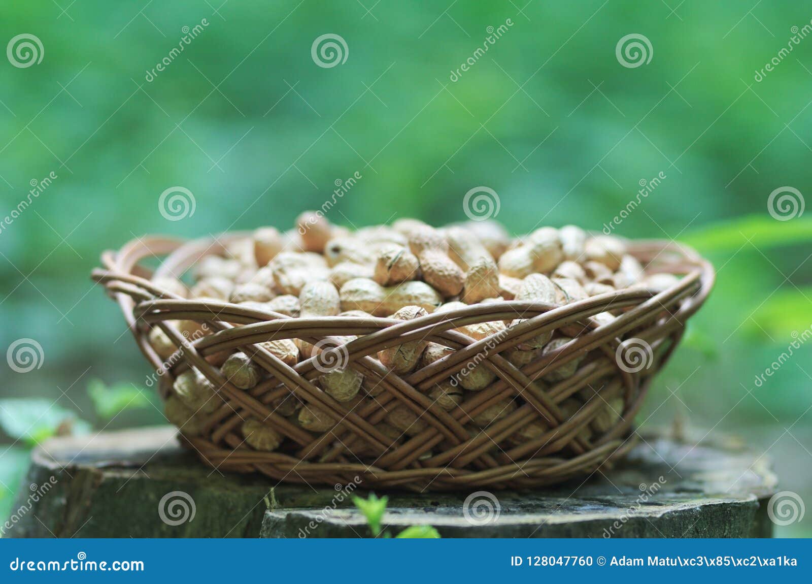 Peanuts in the nature stock photo. Image of nature, fresh - 128047760