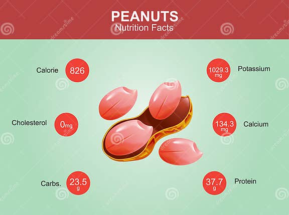 Peanuts Nutrition Facts, Peanuts with Information, Peanuts Vector Stock ...