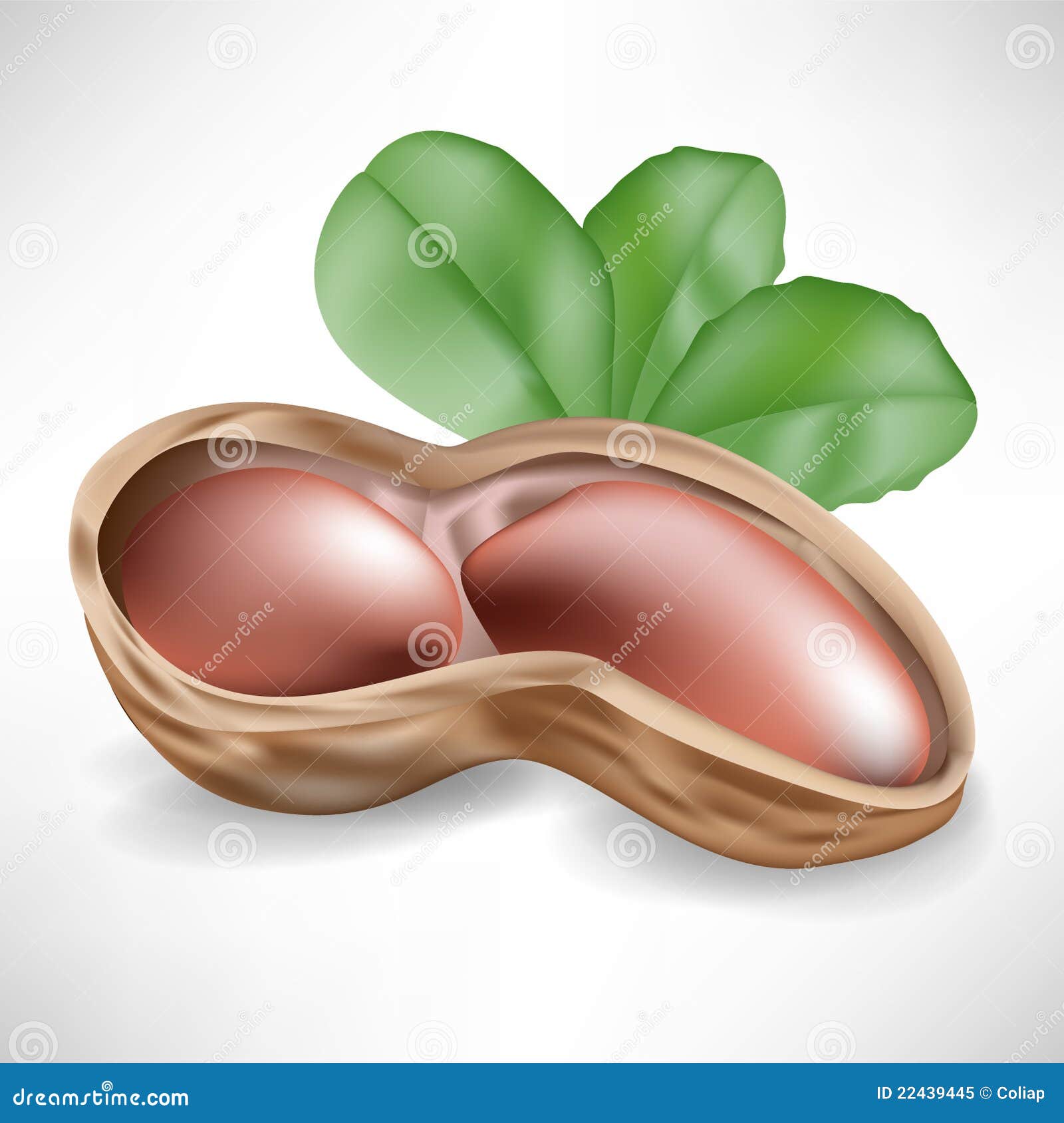 Nutshell Cartoons, Illustrations & Vector Stock Images - 16172 Pictures ...