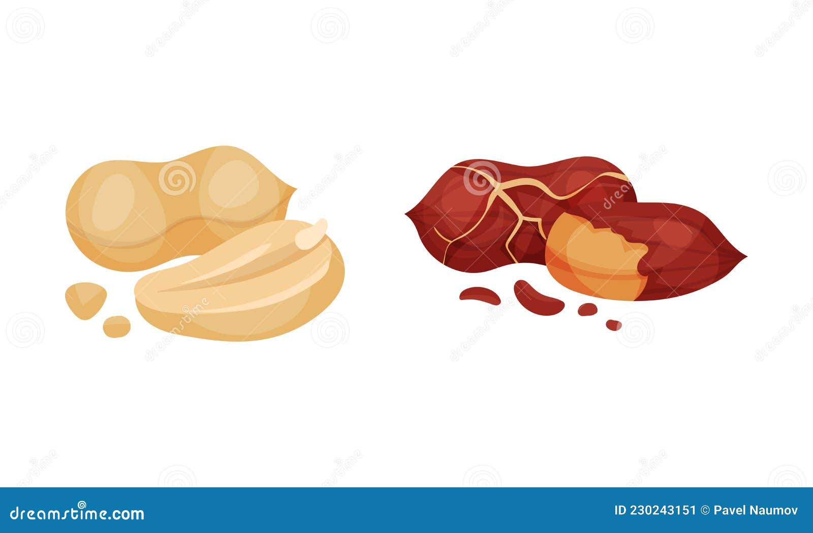 Peanuts In Nutshell And Leaves Cartoon Vector | CartoonDealer.com #22439445