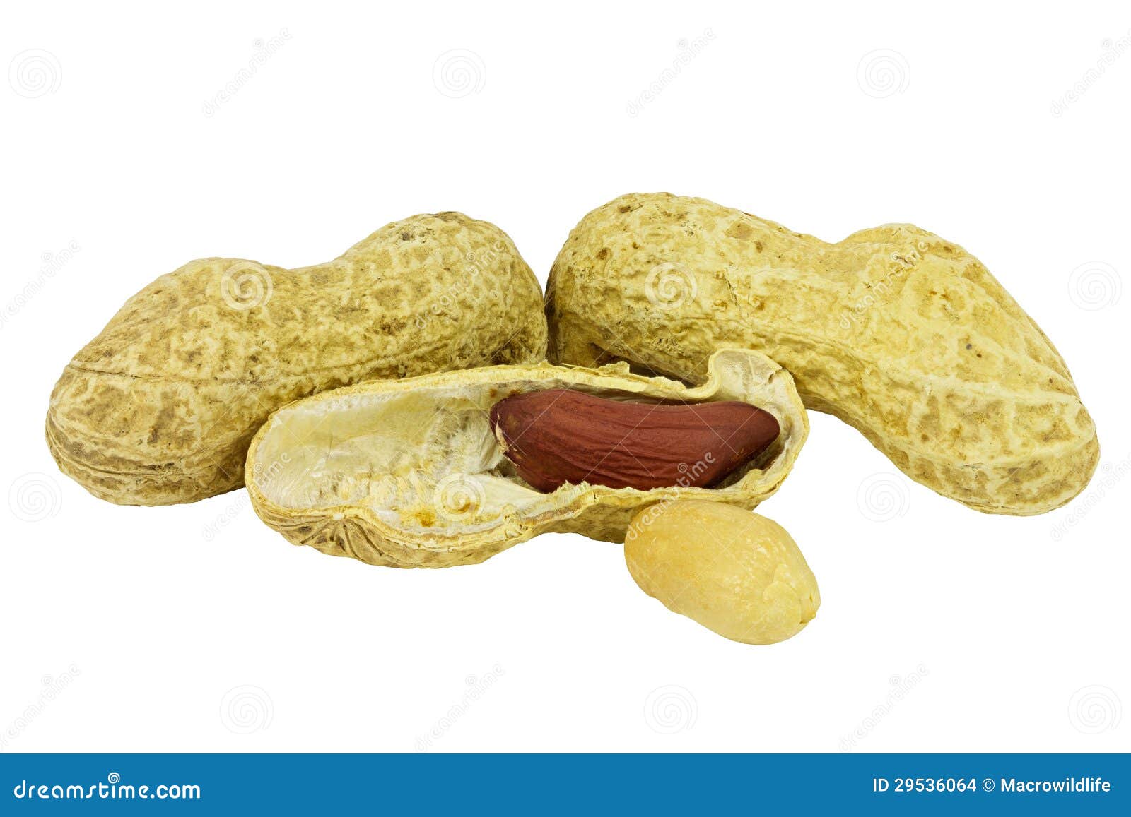 Peanuts in open nutshell stock photo. Image of unbroken - 29536064
