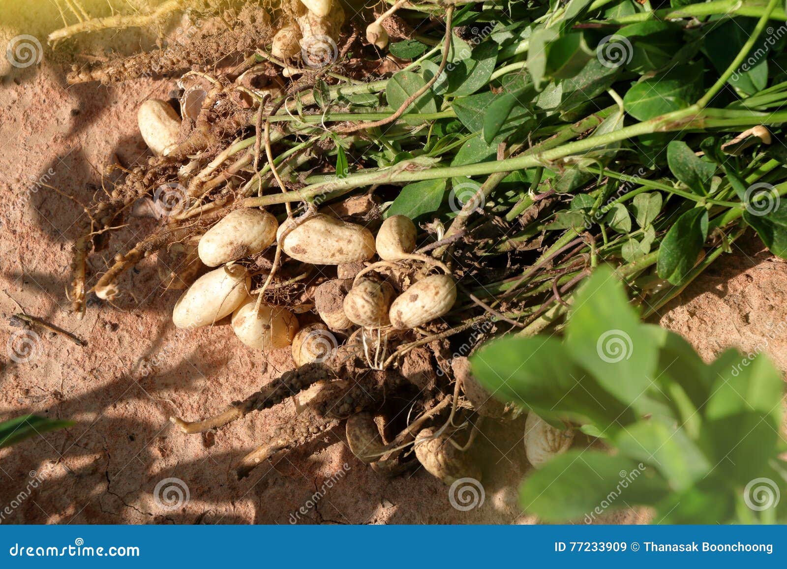 Peanuts plants with roots. stock image. Image of leaves - 77233909