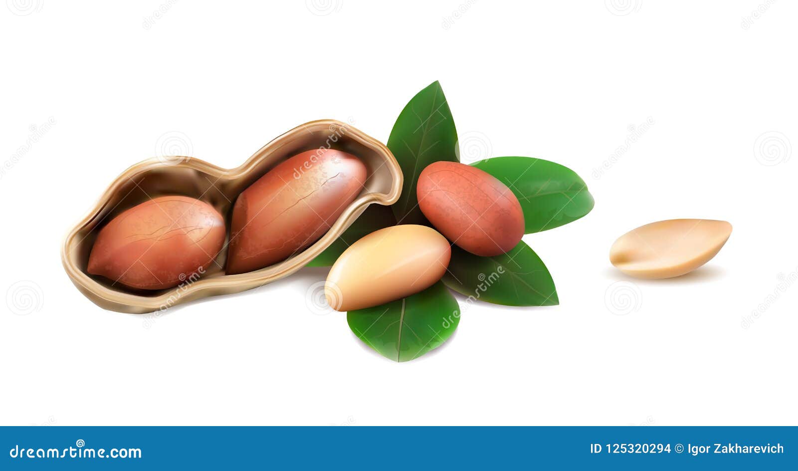 Peanuts in Shell with Open Half, Peeled Kernels, Leaves Isolated on ...