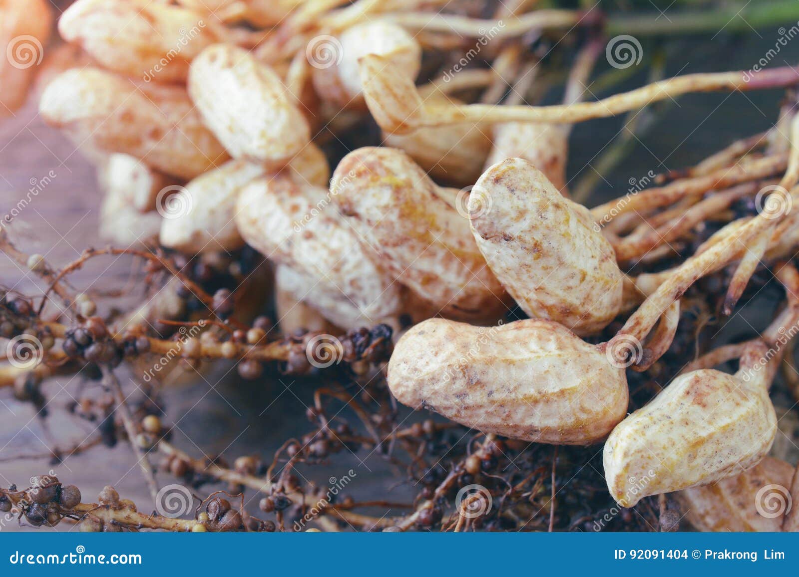 Groundnut In Shells Stock Photography | CartoonDealer.com #57577016
