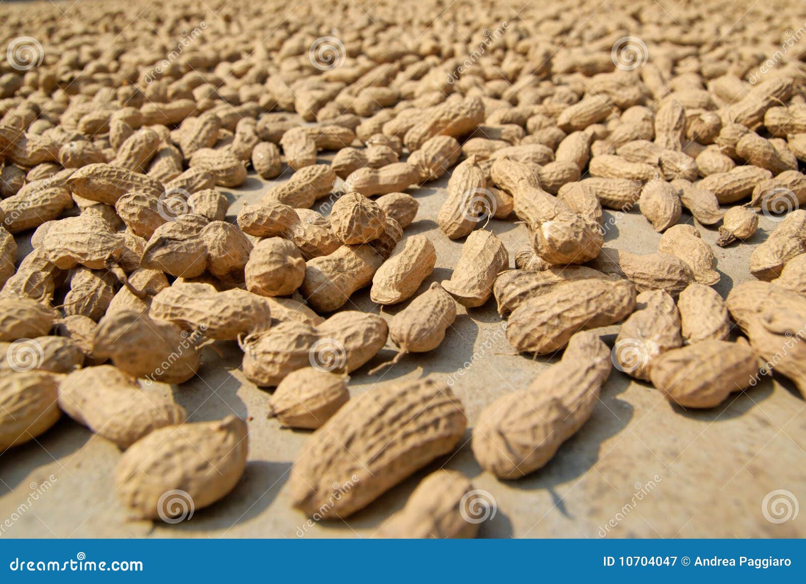 Peanuts sundried stock image. Image of drying, sundried - 10704047
