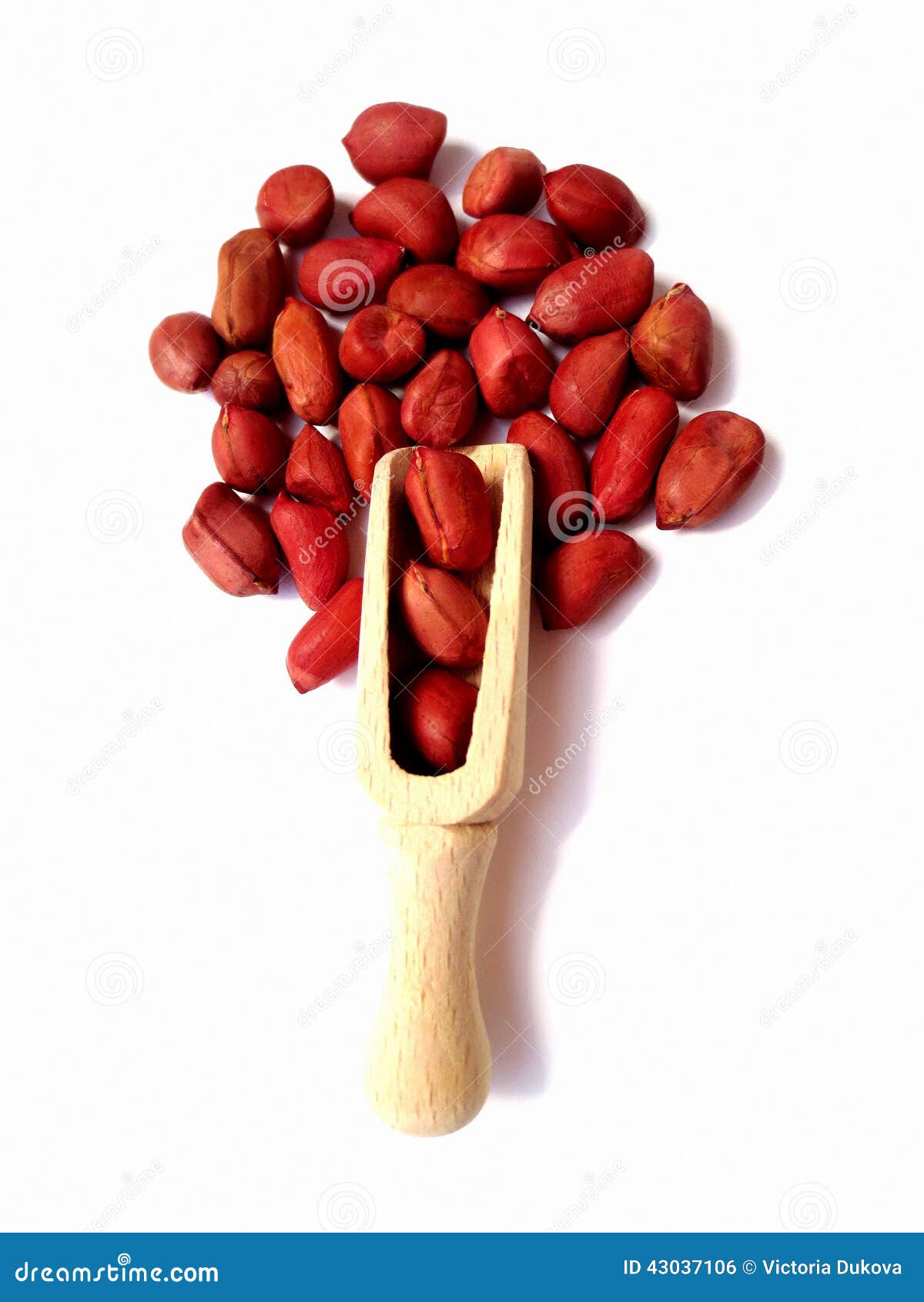 Peanuts Tree Field Royalty-Free Stock Image | CartoonDealer.com #56358598