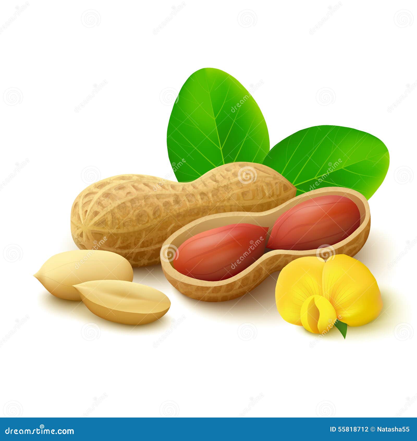 Peanuts; Open Nutshell And Nutshell Cartoon Vector | CartoonDealer.com ...