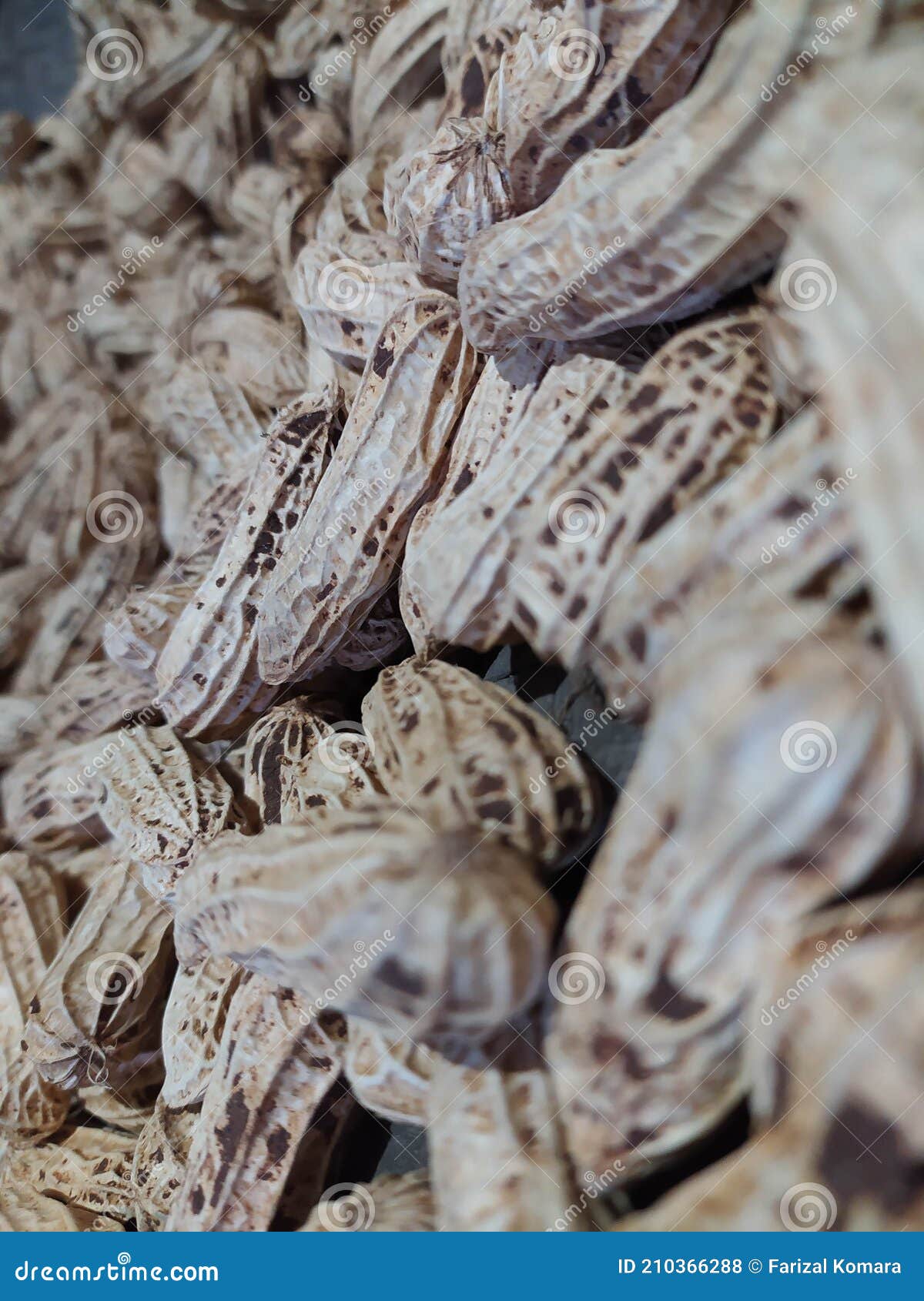 Peanuts Shot from Side Angle View Stock Photo - Image of view, healthy ...