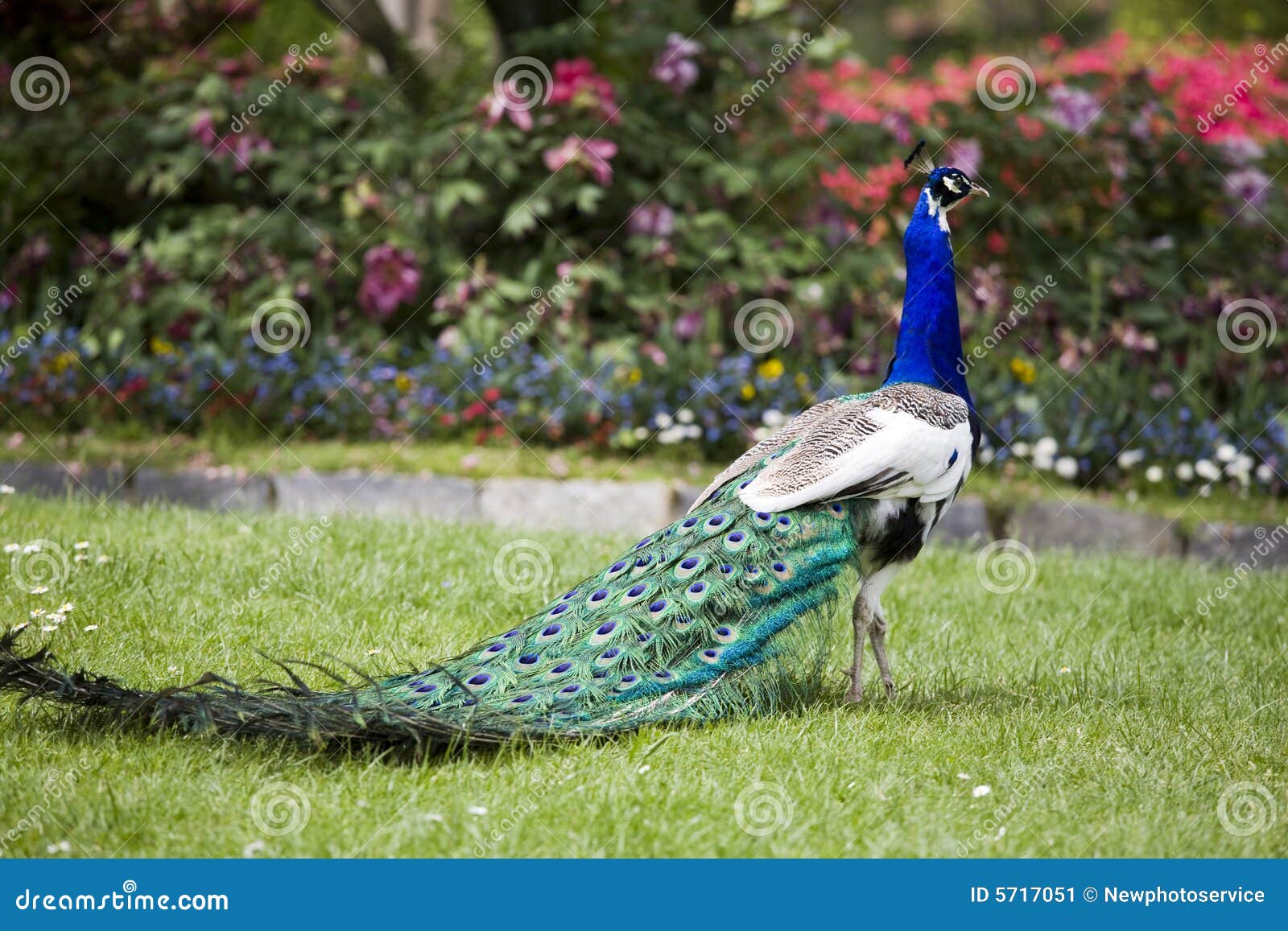 Peaock stock image. Image of coloured, courtship, blue - 5717051