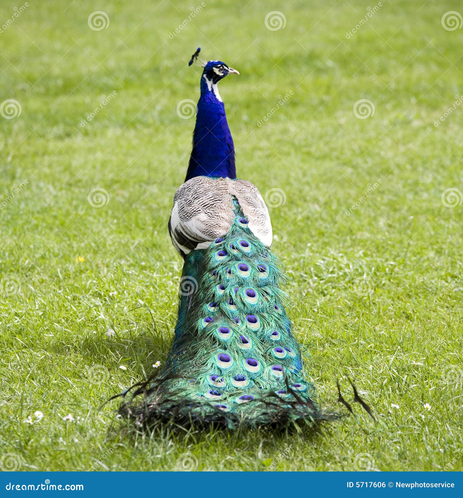 Peaock stock photo. Image of bloomy, beautiful, elegant - 5717606