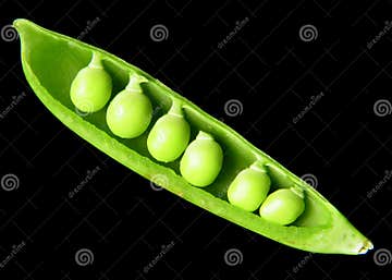 Peapod stock photo. Image of food, cook, metaphor, recipe - 5838