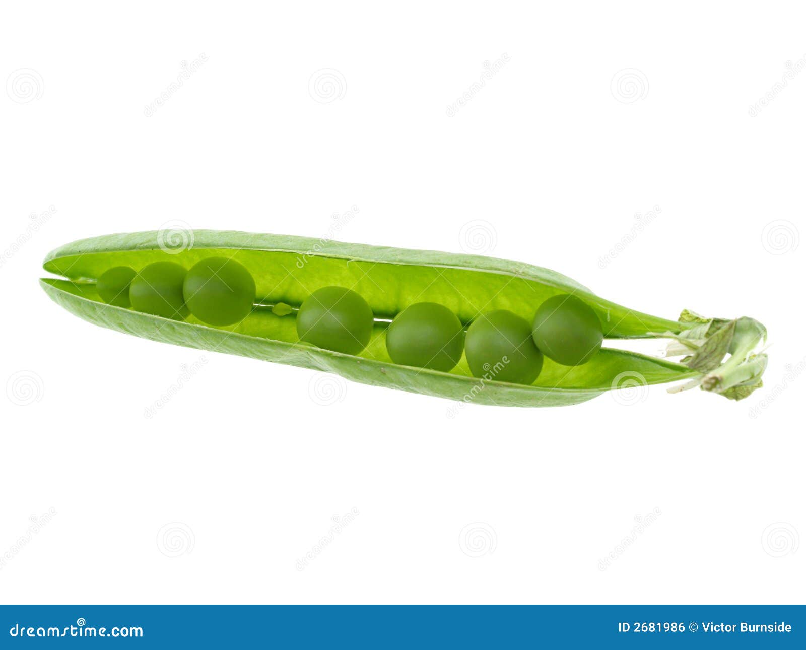 Peapod stock photo. Image of stalk, picked, open, peas - 2681986