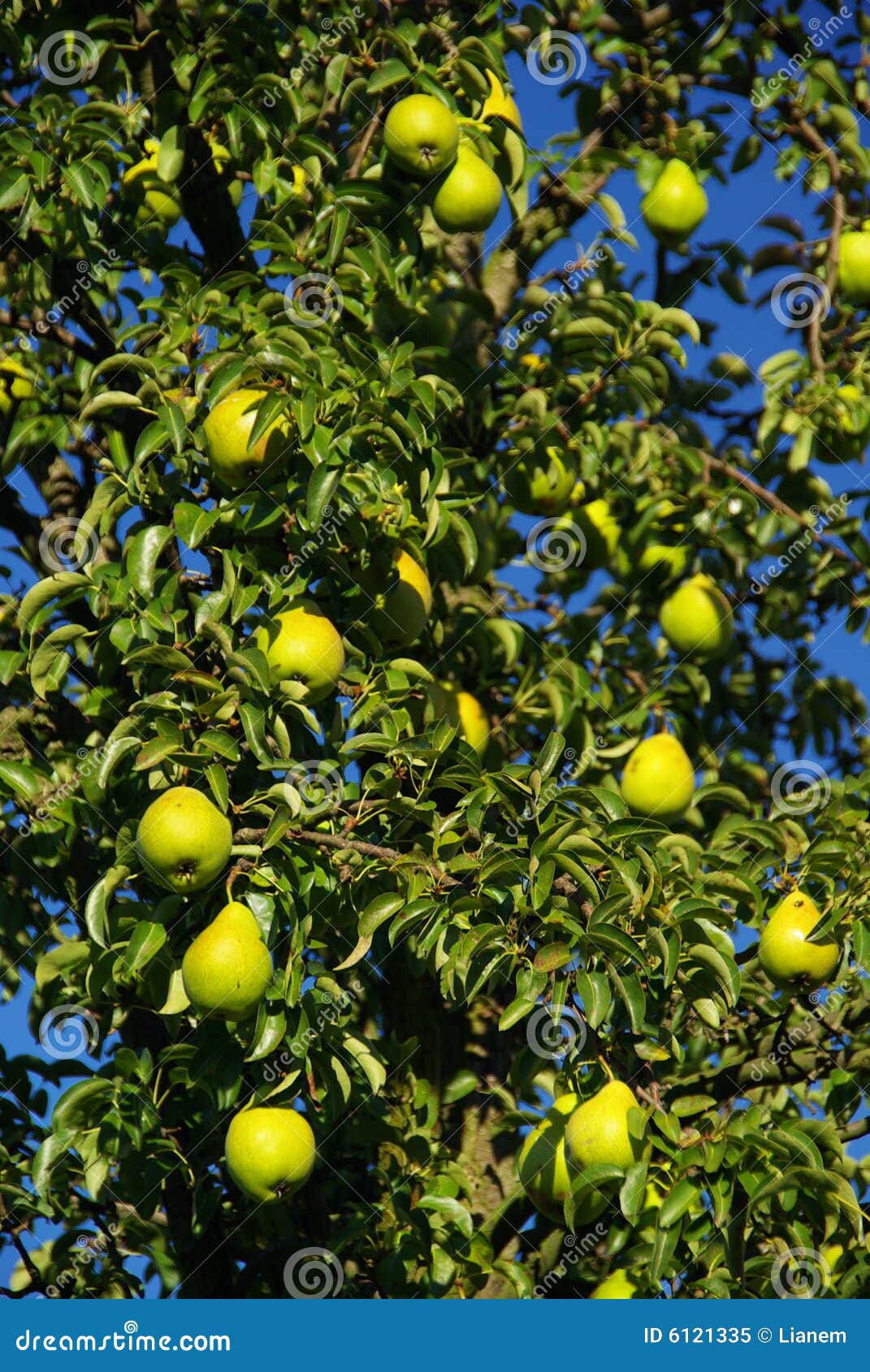Pear 06 stock image. Image of still, autumn, close, pear - 6121335