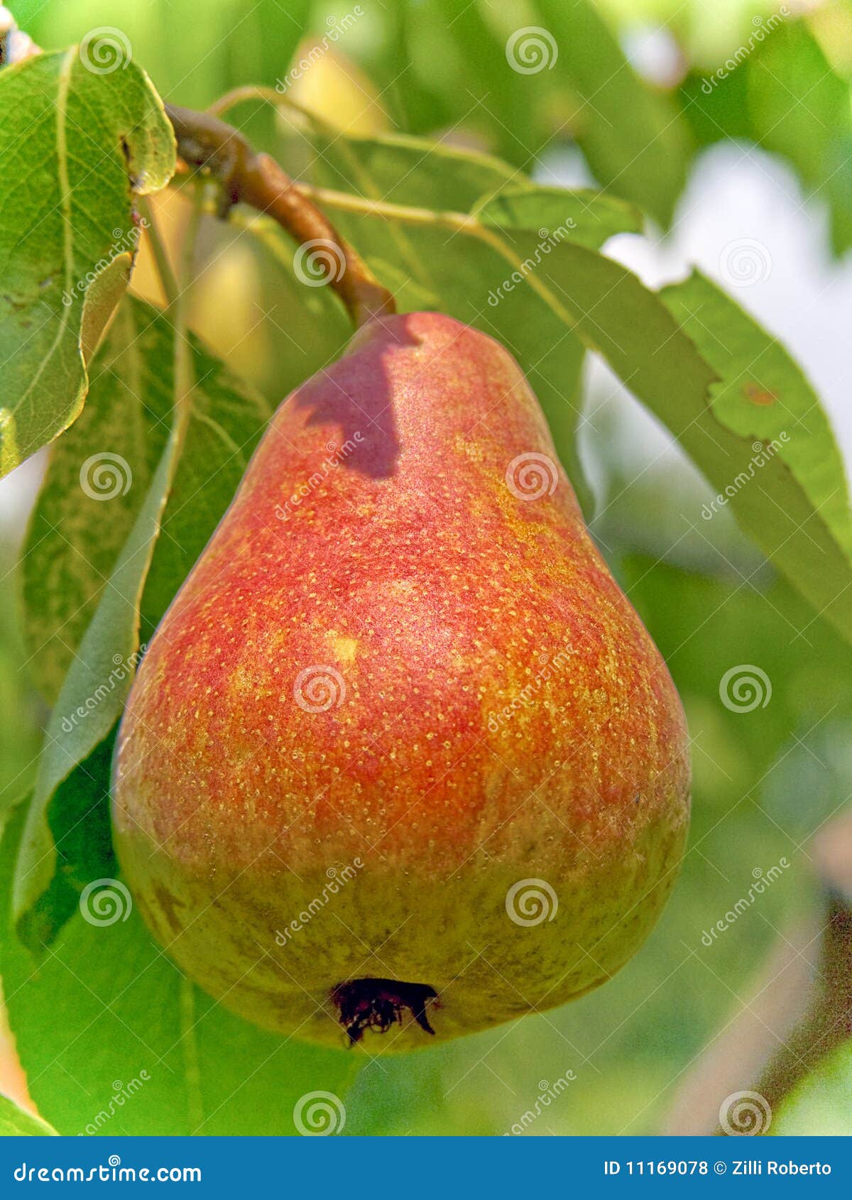 Pear stock photo. Image of leaf, fruit, ripe, biological - 11169078
