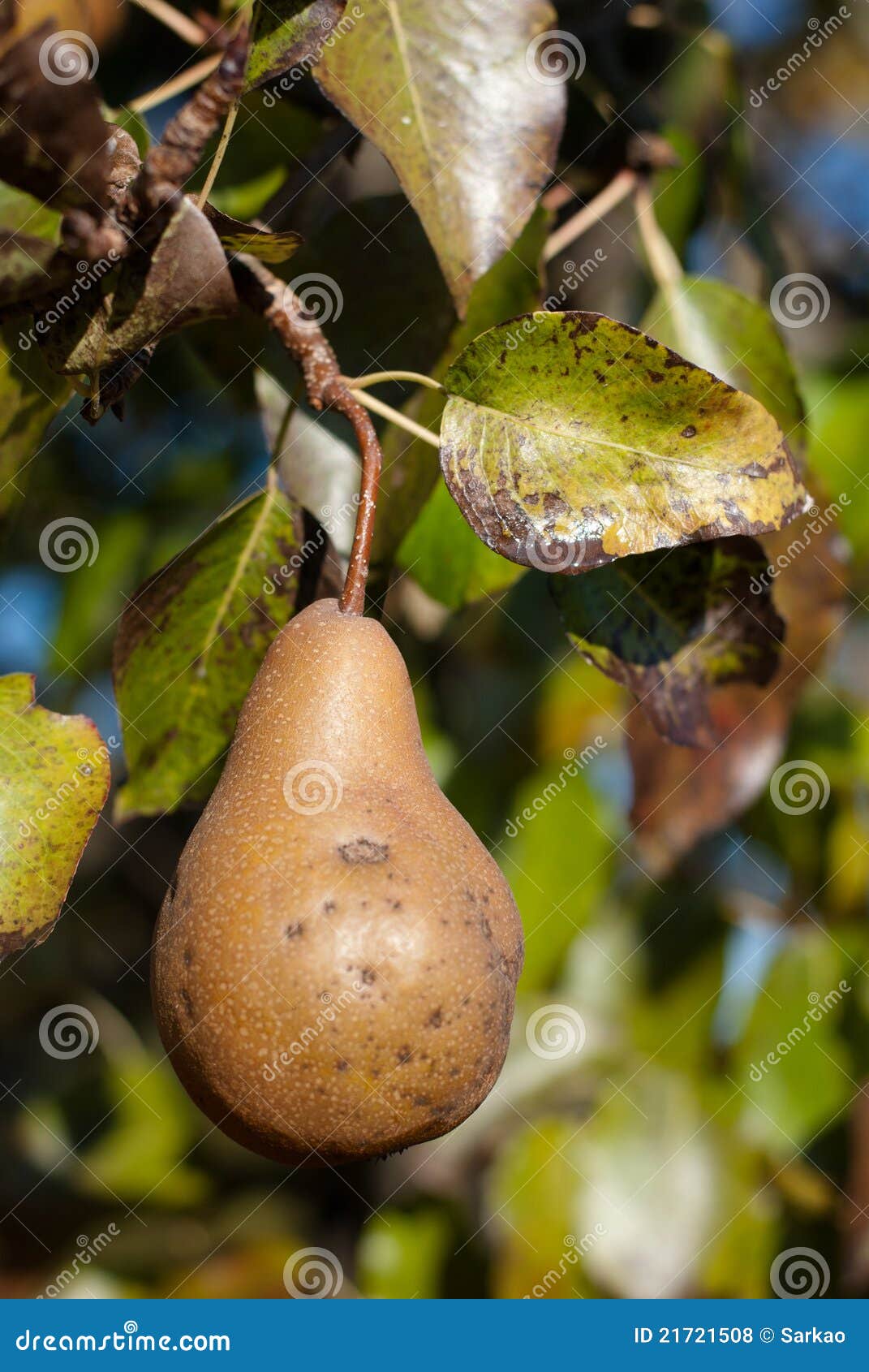 Pear stock photo. Image of fall, autumn, tree, food, leaves - 21721508