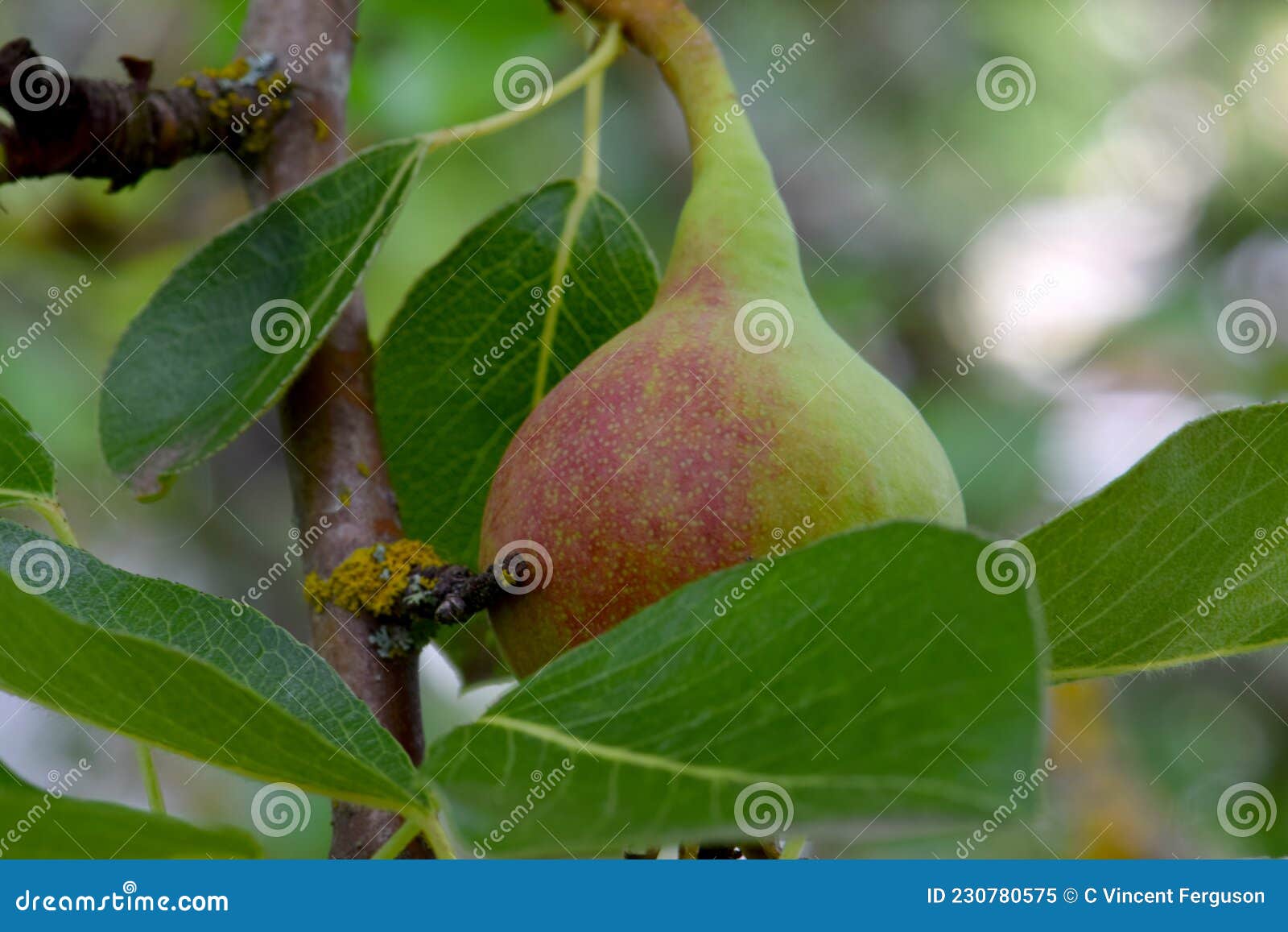 Pear Baby Ripening in the Fruit Tree 03 Stock Image - Image of blue ...