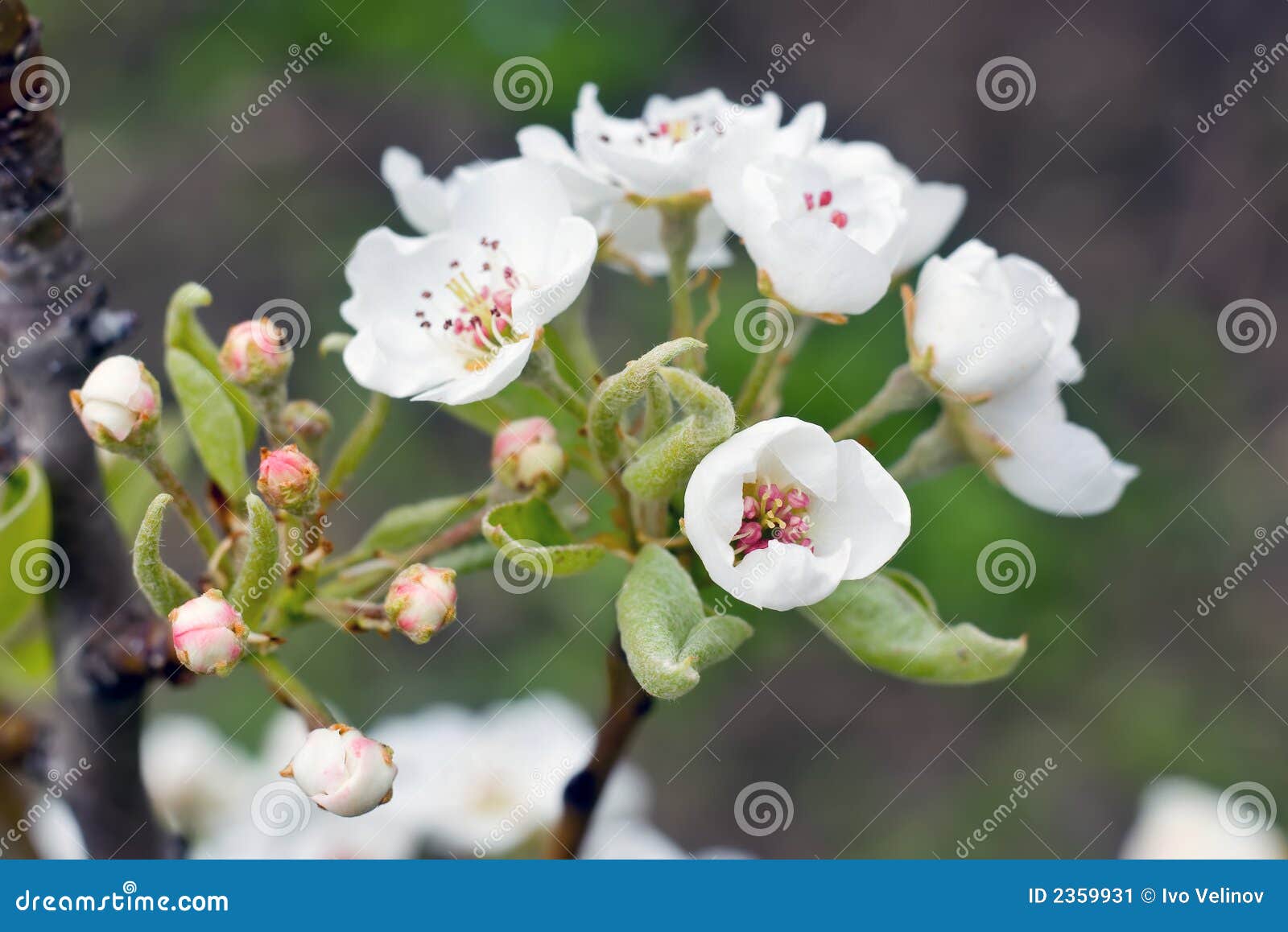 Pear Blossom stock image. Image of bunch, gentle, plant - 2359931