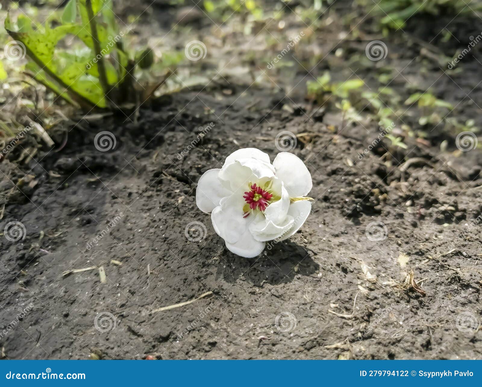 Pear Blossom on the Ground. a Flower of a Fruit Tree Fell. the White ...