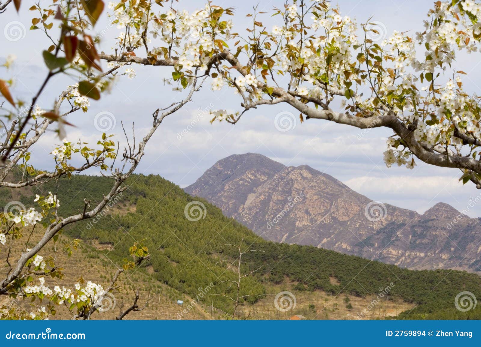 Pear blossom in mountain stock photo. Image of flowering - 2759894